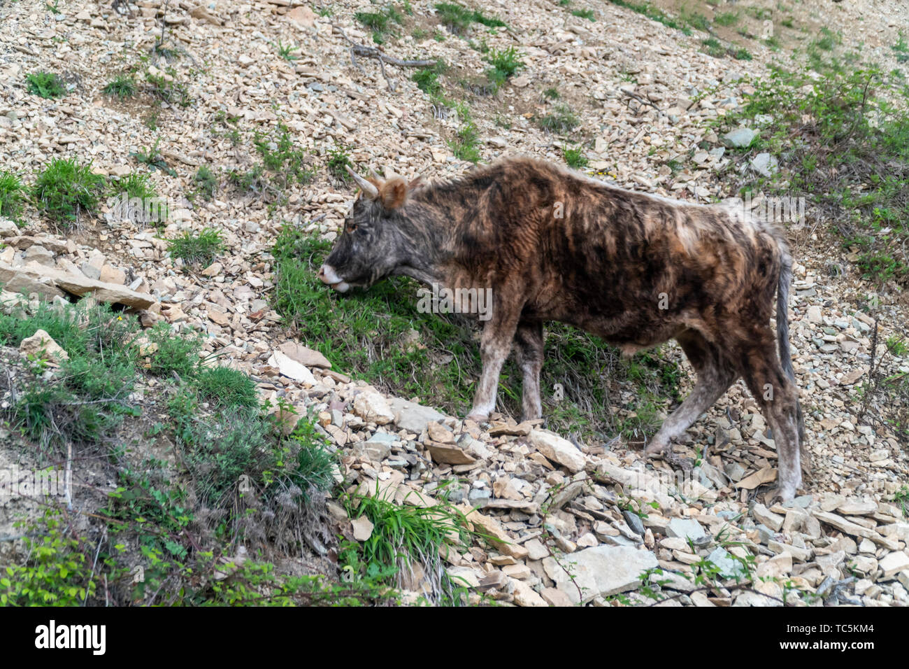 Bulgarian brown cow - typical cattle breed from Bulgaria in the ...