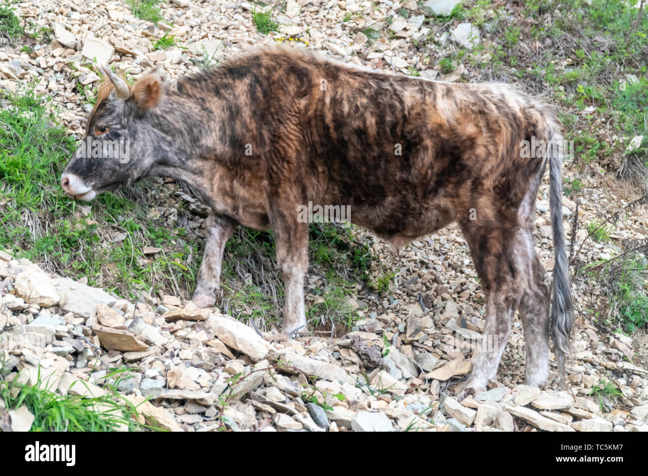 Bulgarian brown cow - typical cattle breed from Bulgaria in the ...