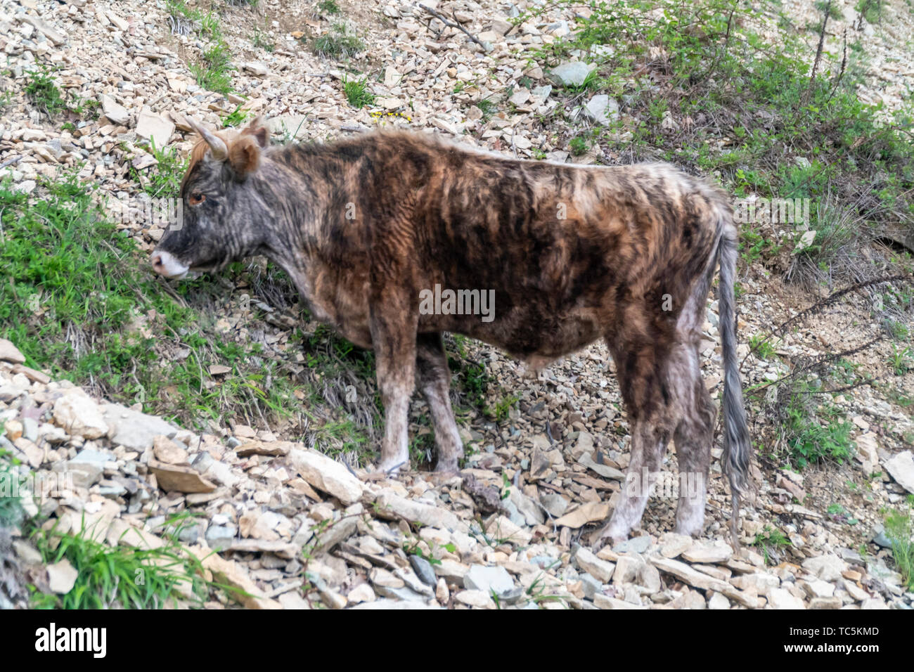 Bulgarian brown cow - typical cattle breed from Bulgaria in the ...
