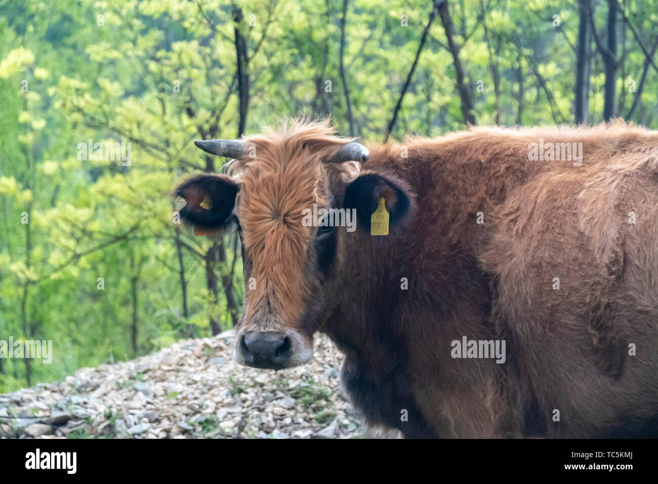 Bulgarian brown cow - typical cattle breed from Bulgaria in the ...