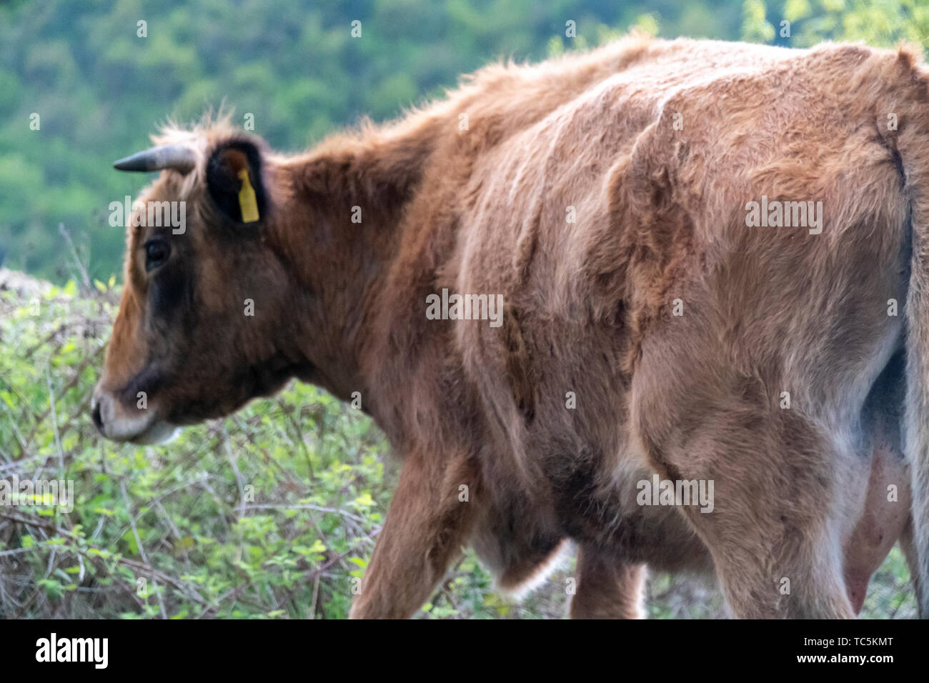 Bulgarian brown cow - typical cattle breed from Bulgaria in the ...