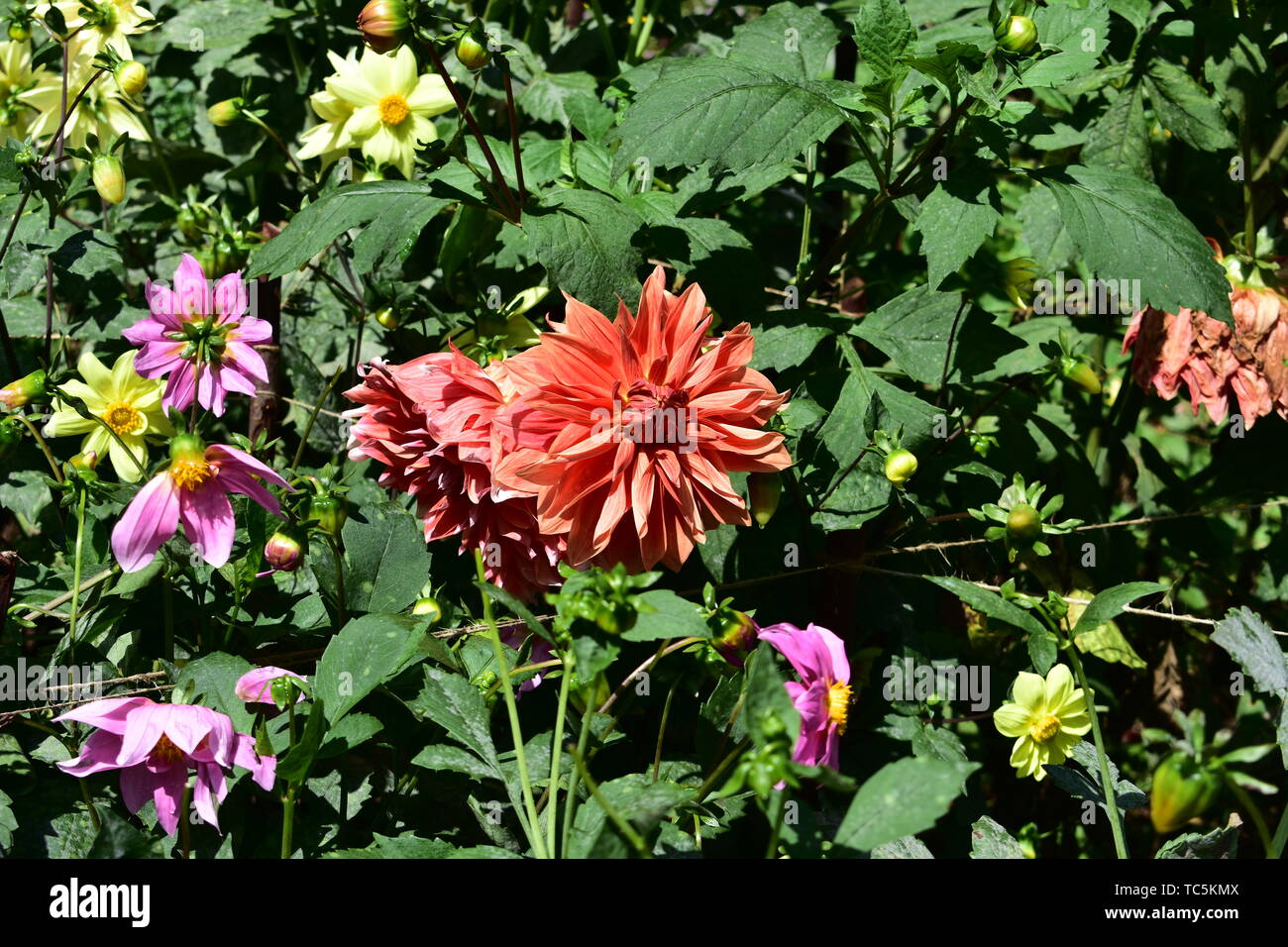 Colorful flowers at flower show in Kodaikanal Tamil Nadu, India Stock ...