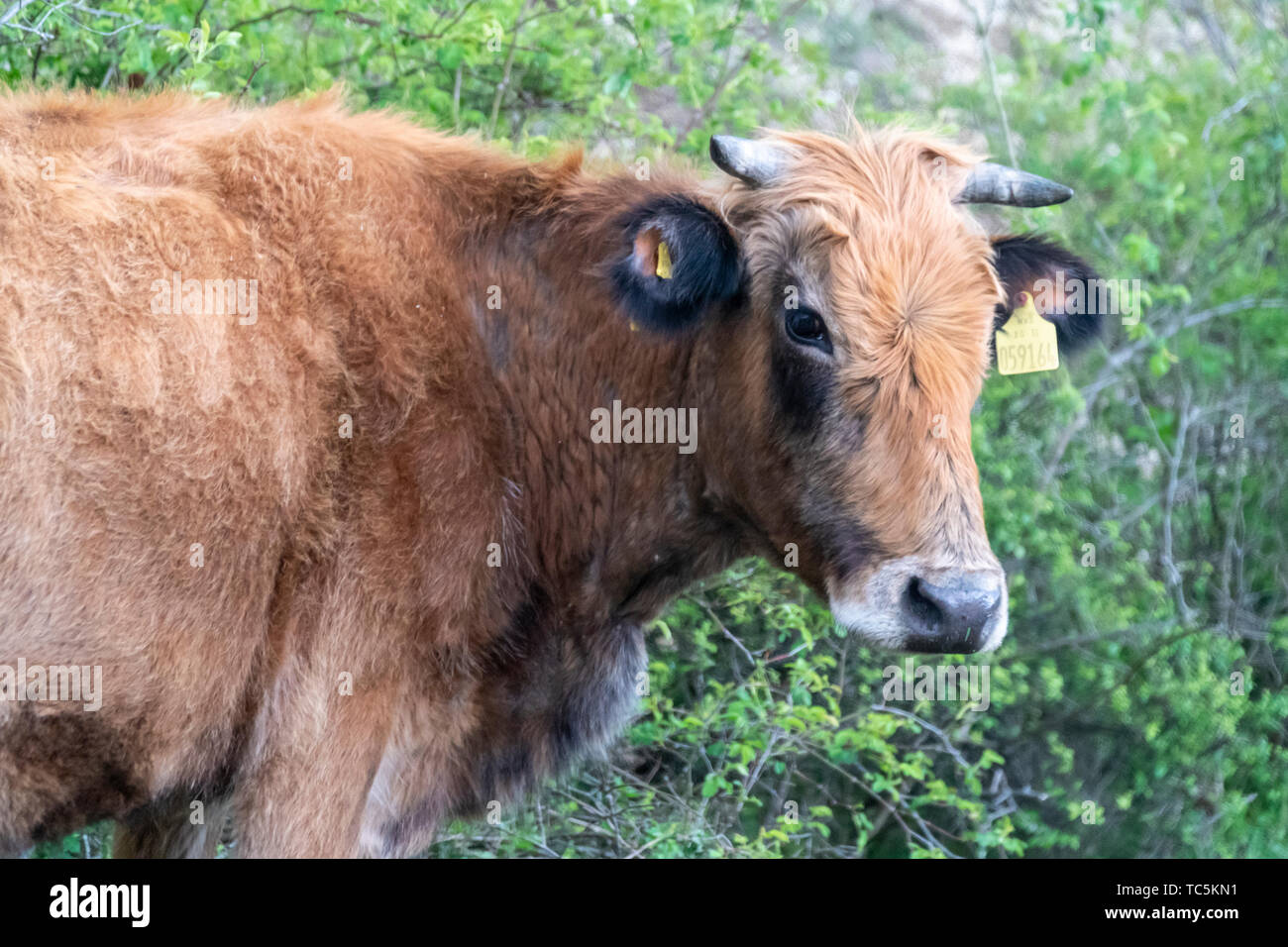 Bulgarian brown cow - typical cattle breed from Bulgaria in the ...