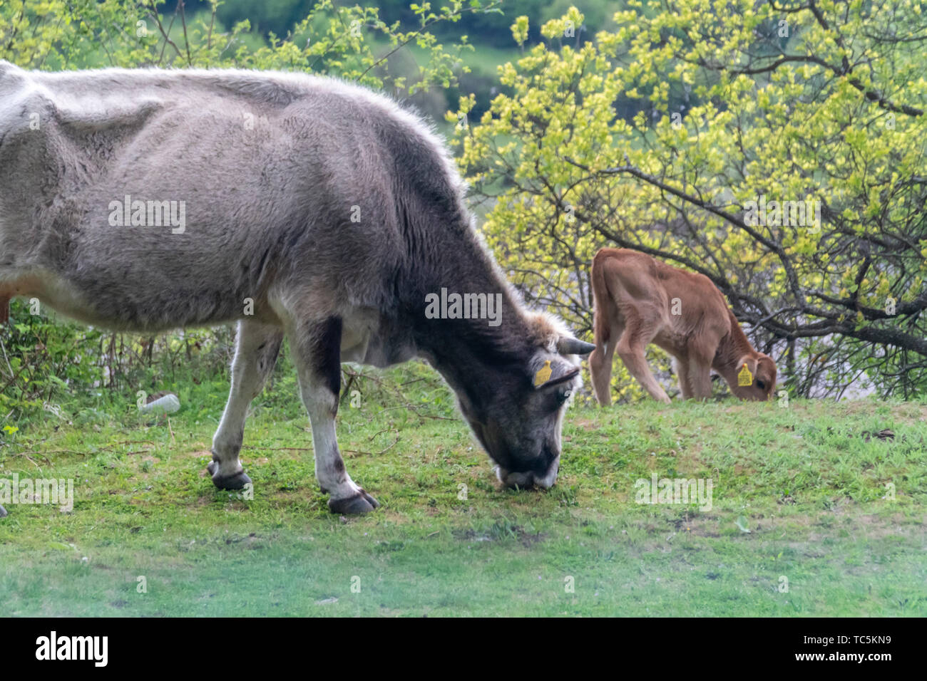 Bulgarian grey cow - typical cattle breed from Bulgaria in the ...