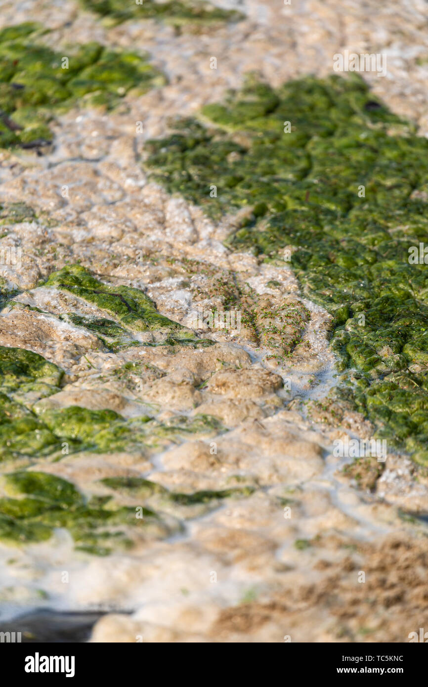 Algae bloom hi-res stock photography and images - Alamy