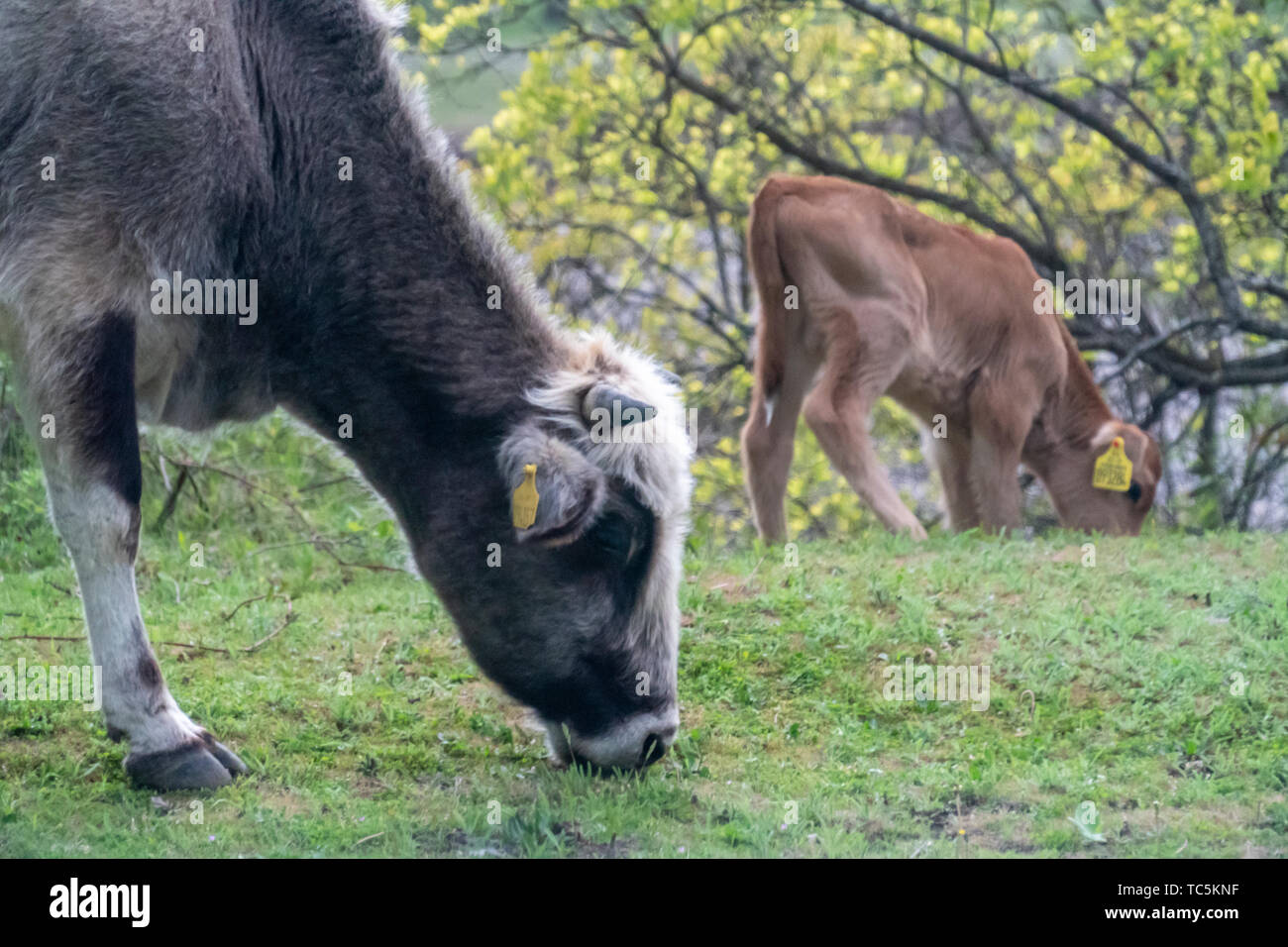 Bulgarian grey cow - typical cattle breed from Bulgaria in the ...