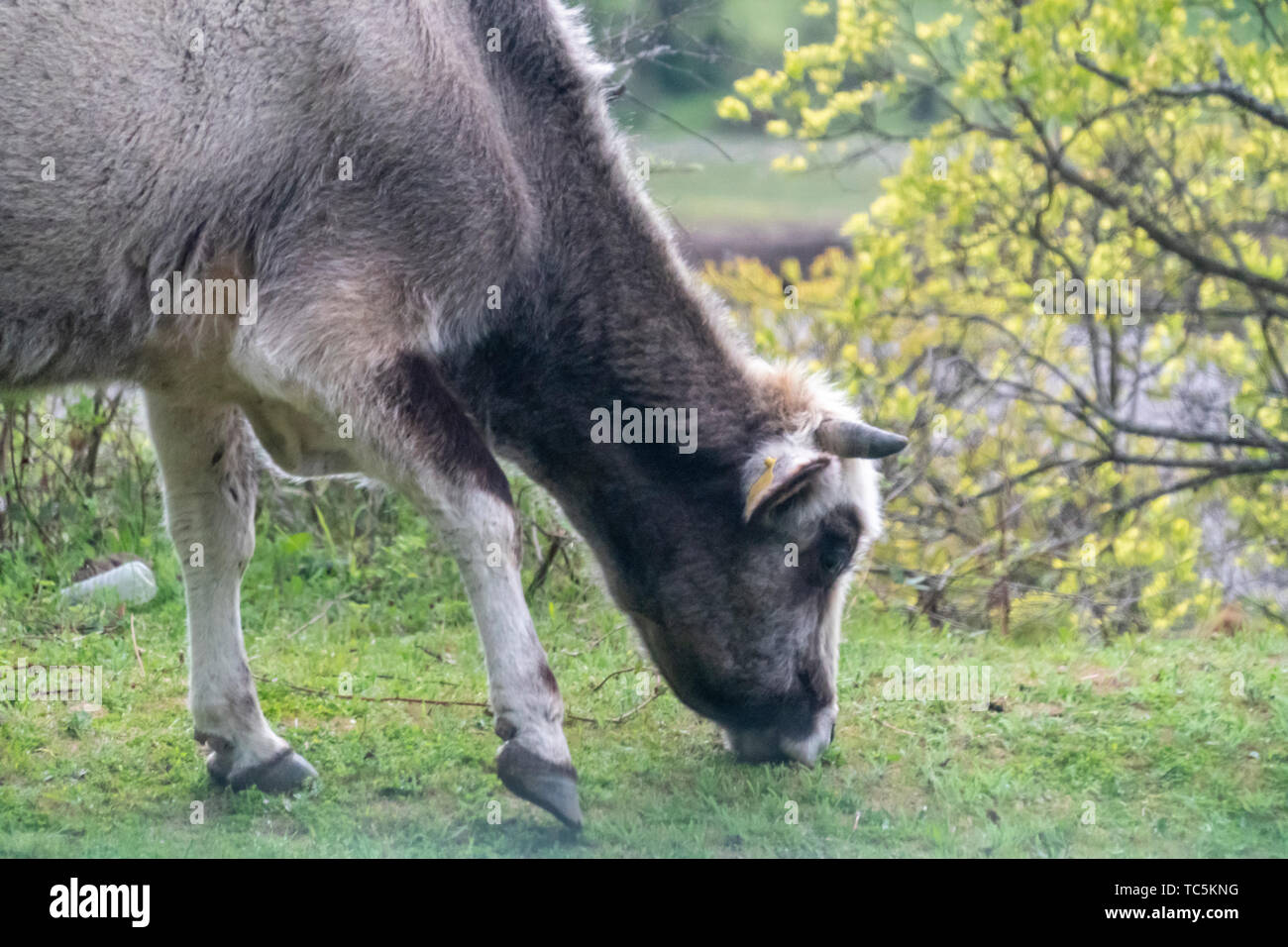 Bulgarian grey cow - typical cattle breed from Bulgaria in the ...