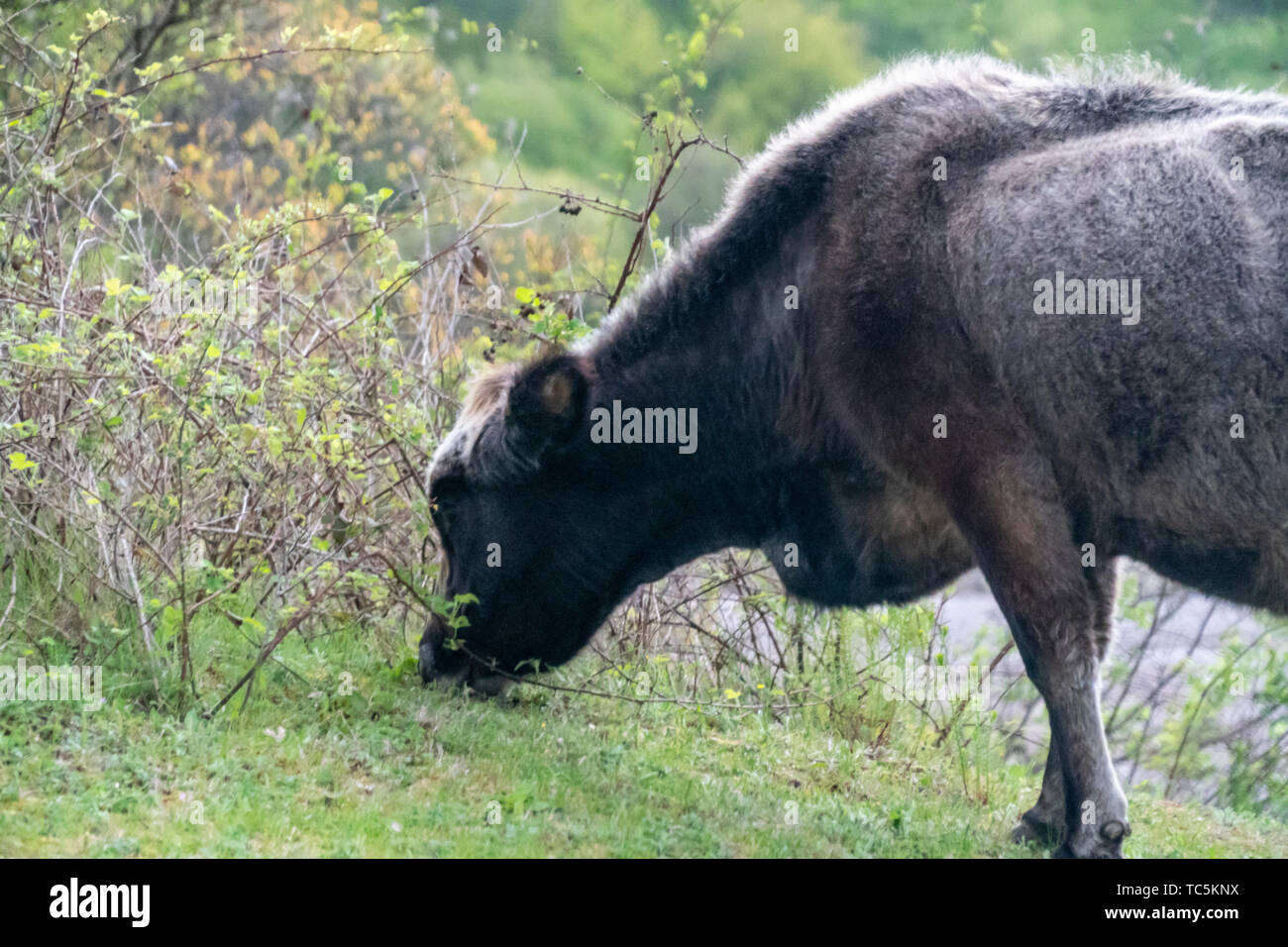 Bulgarian grey cow - typical cattle breed from Bulgaria in the ...