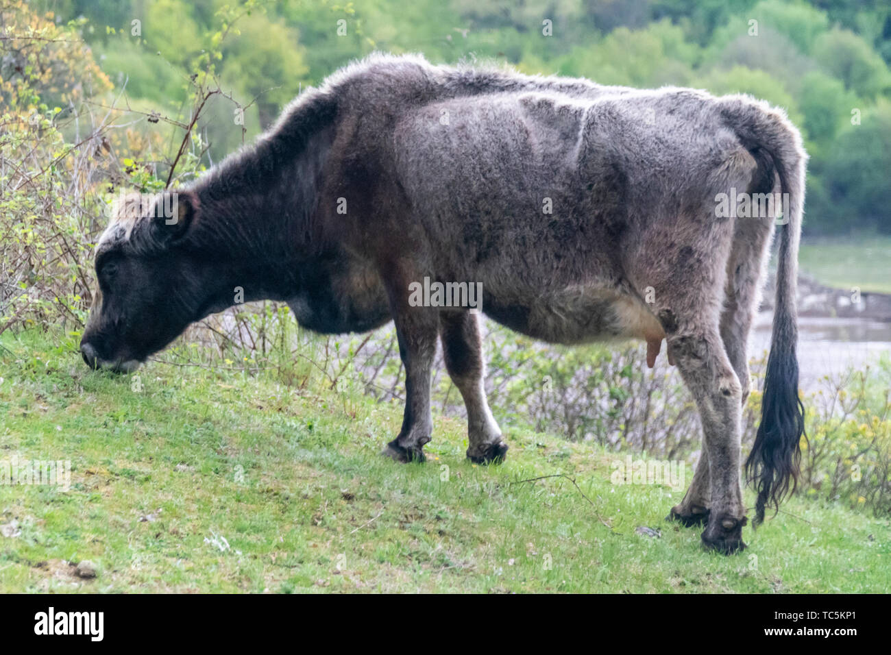 Bulgarian grey cow - typical cattle breed from Bulgaria in the ...