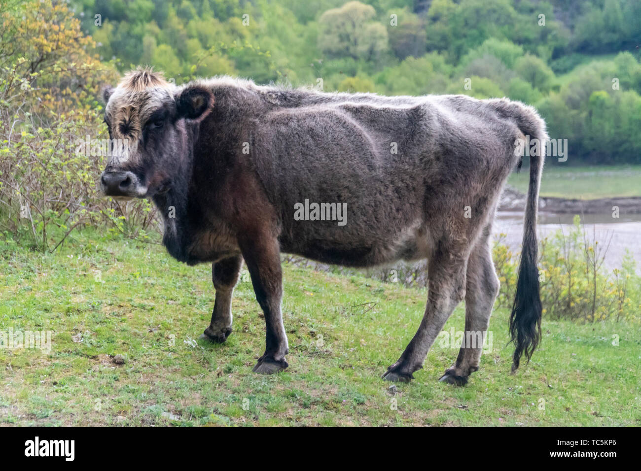 Bulgarian grey cow - typical cattle breed from Bulgaria in the ...