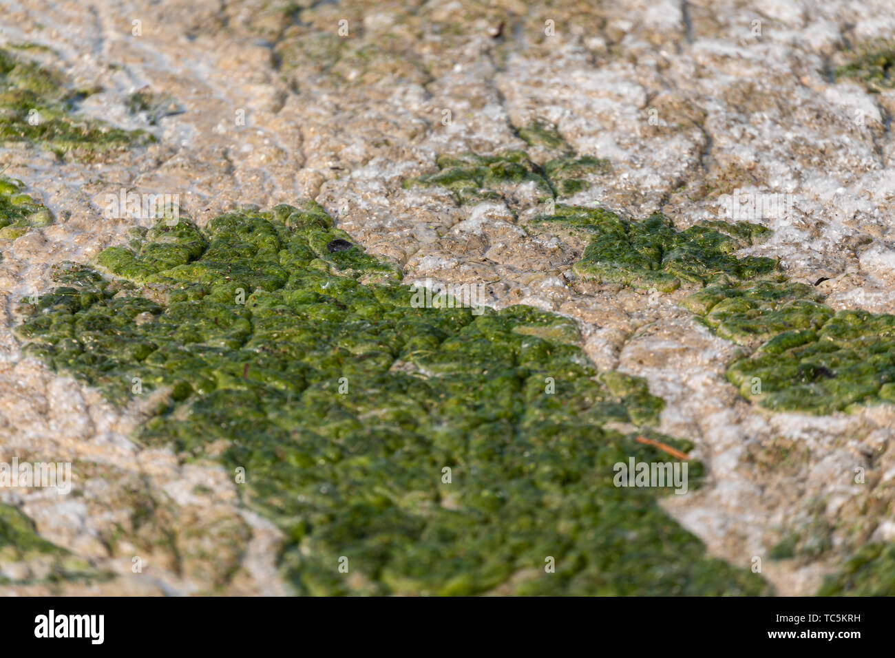 Algae mat hi-res stock photography and images - Alamy