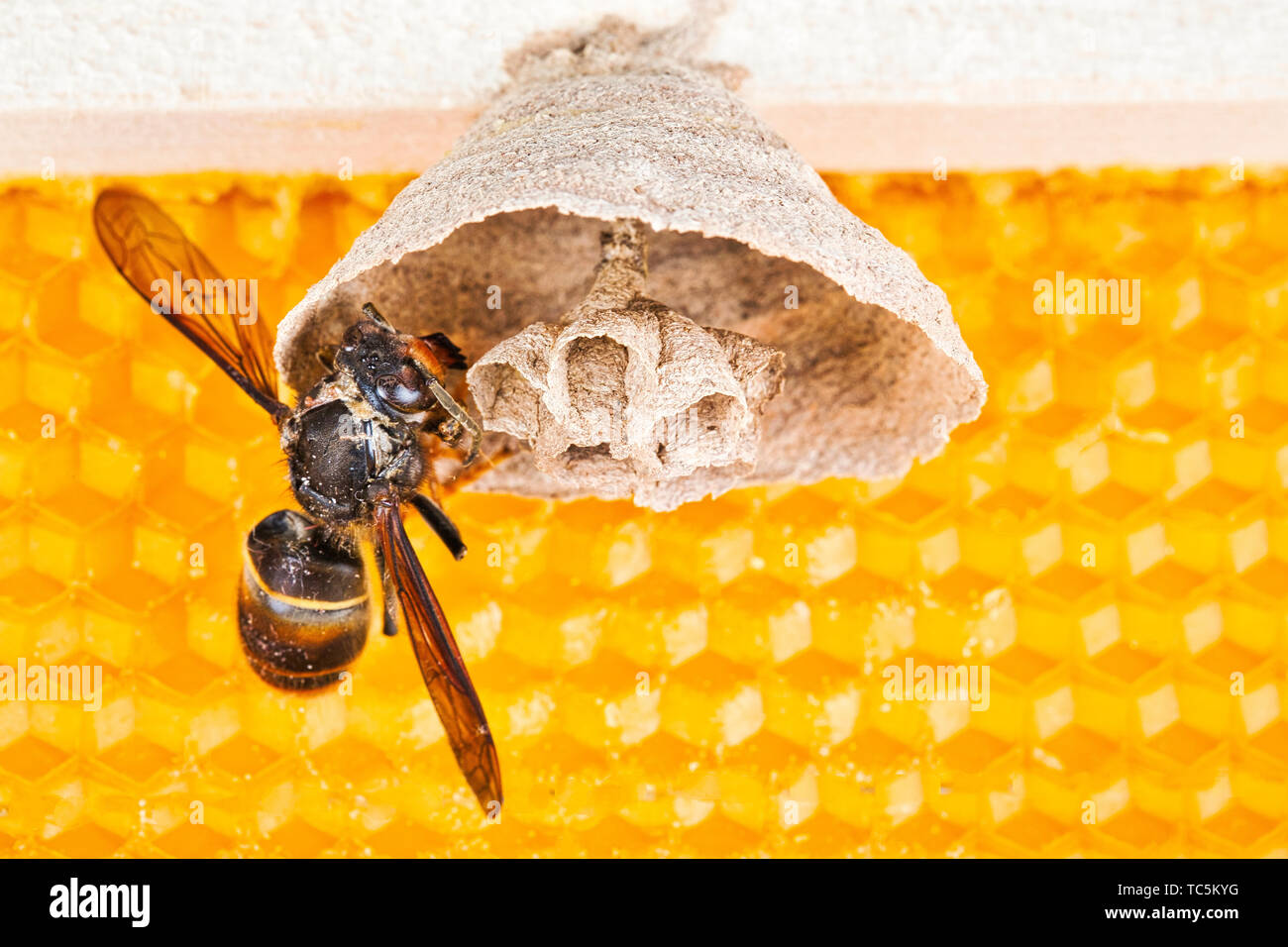 Macro picture of Asian hornets begin of nest on a new yellow frame of ...