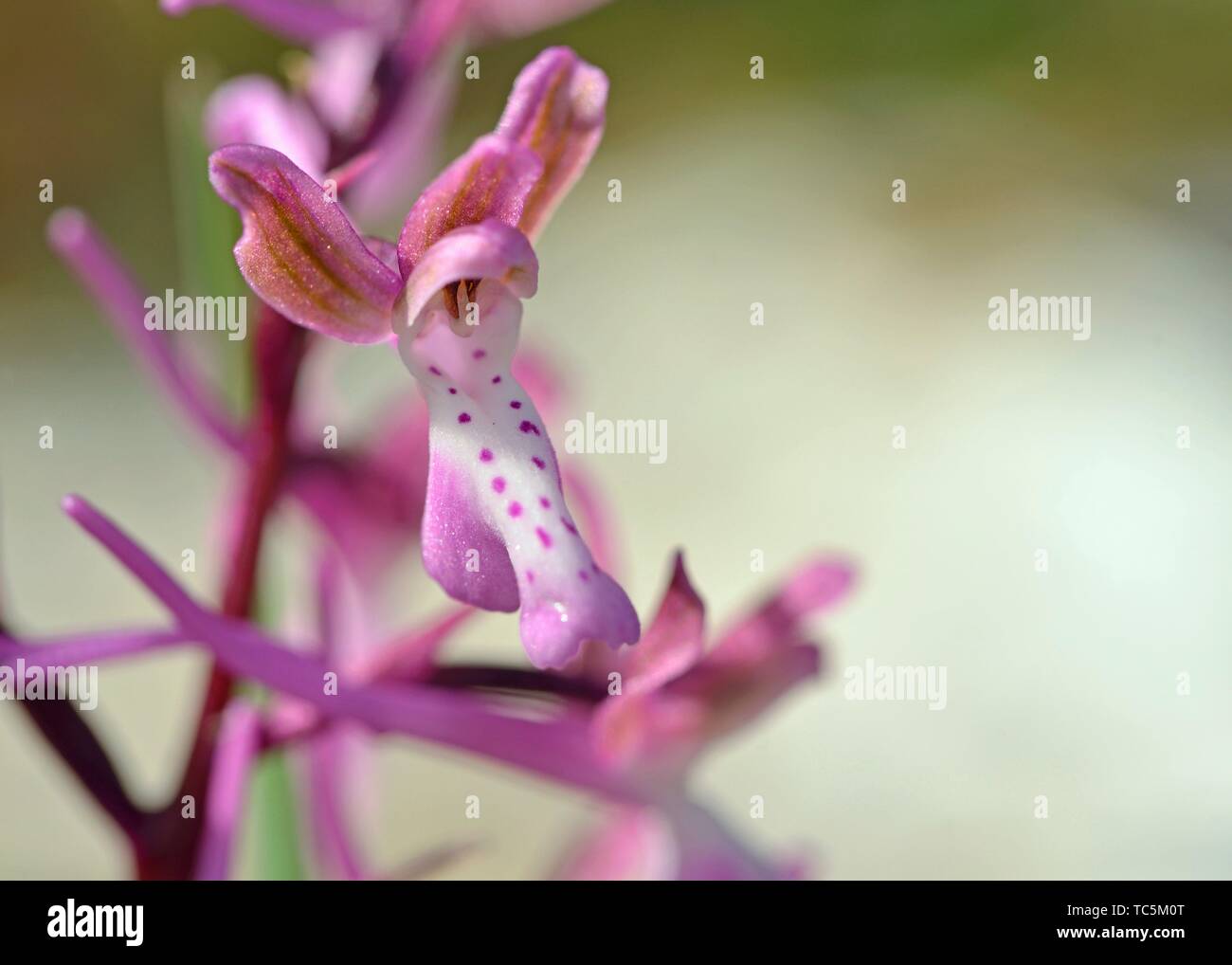 Cretan wild flower hi-res stock photography and images - Alamy