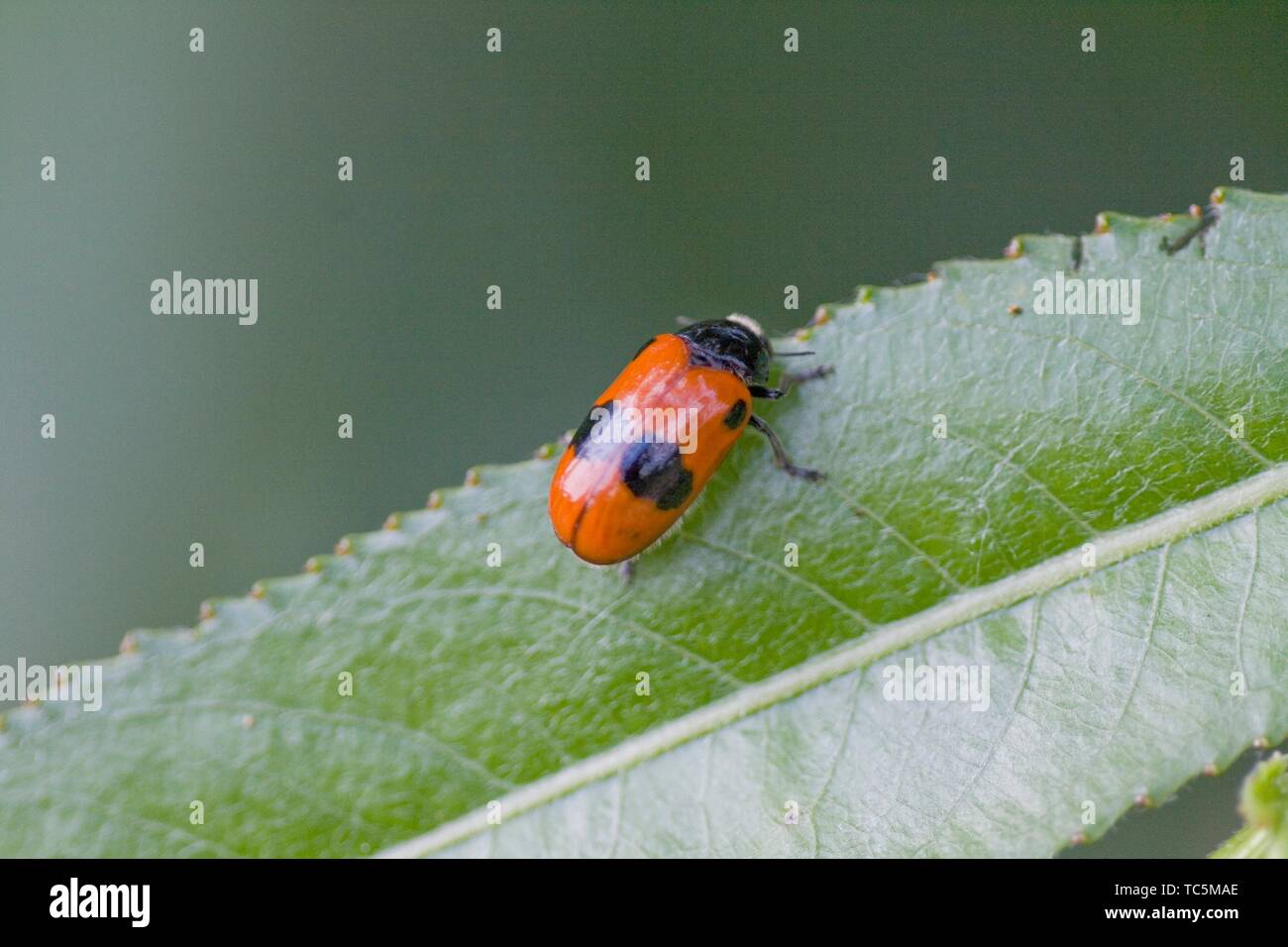 Red orange insect with black spots hi-res stock photography and images ...