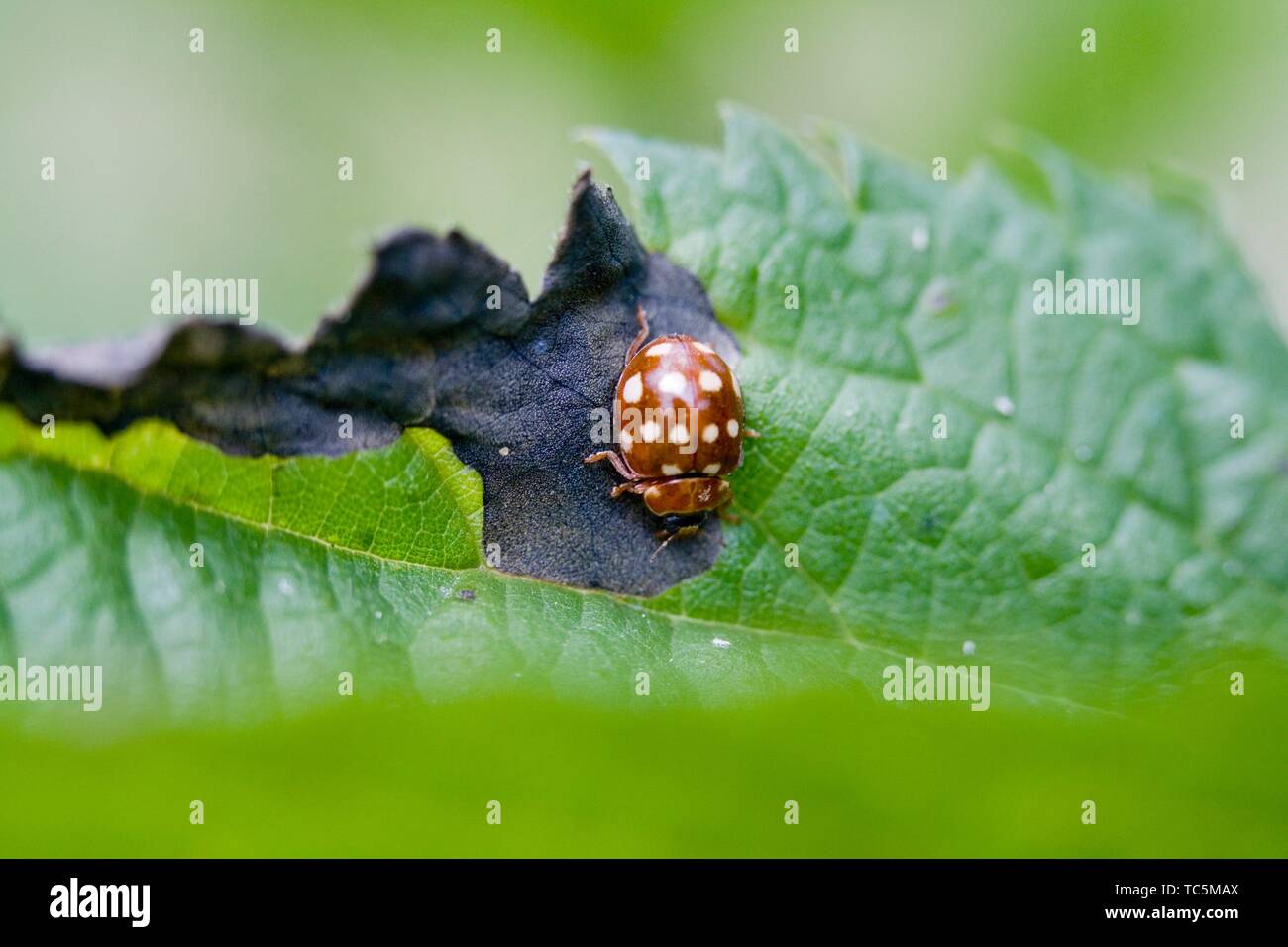 Beetle with cream spots hi-res stock photography and images - Alamy