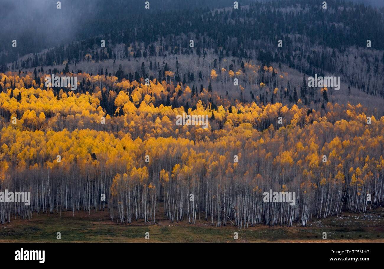 Aspen Tree Fall Foliage Colorado High Resolution Stock Photography and ...
