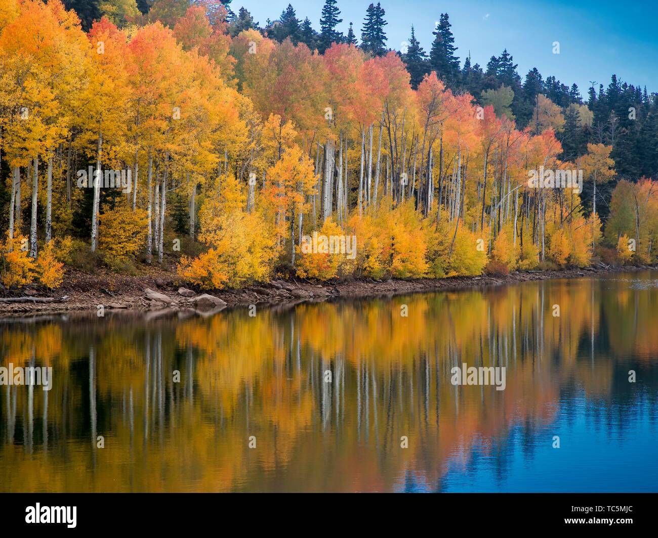 Aspen trees autumn colors in hi-res stock photography and images - Alamy