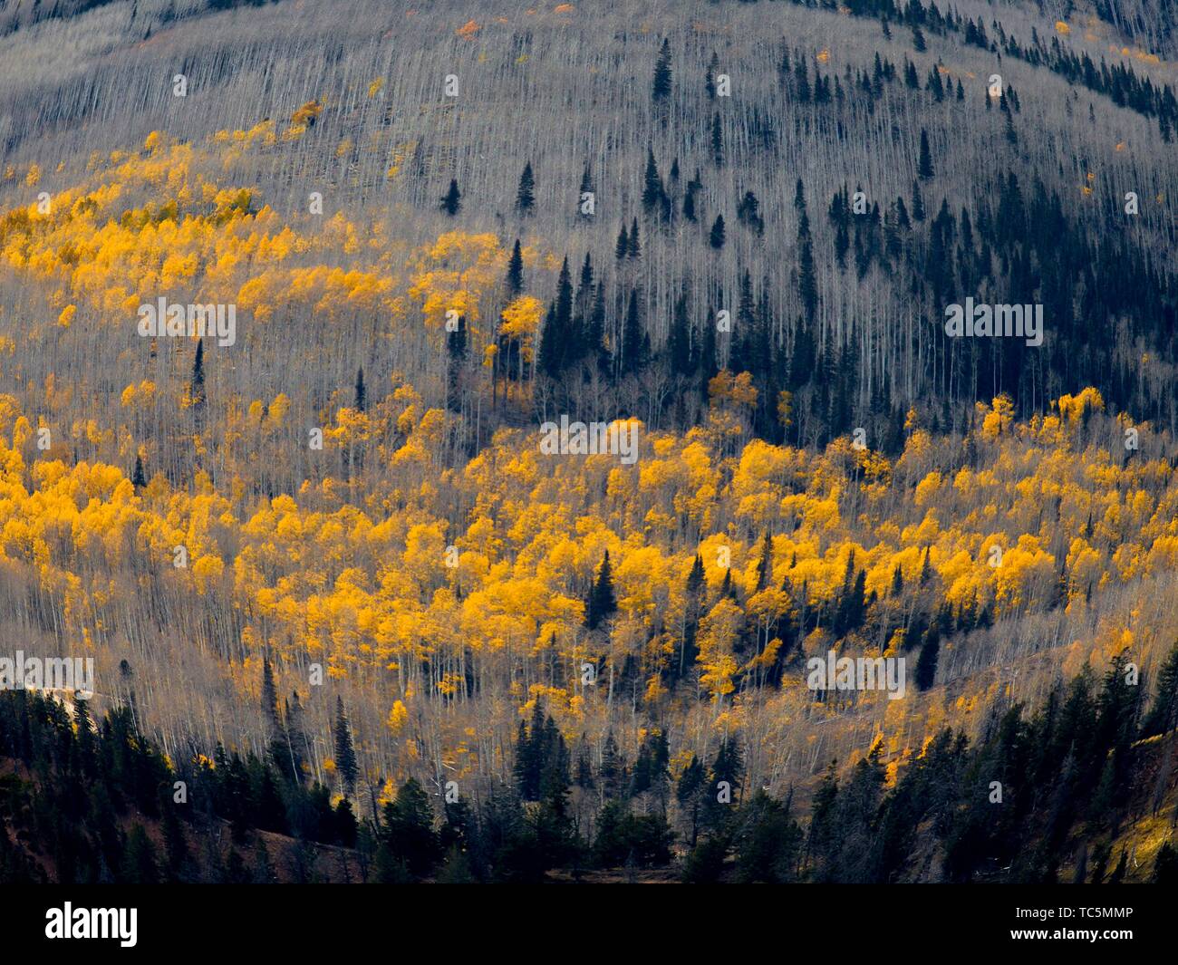 Changing leaf colors hi-res stock photography and images - Alamy