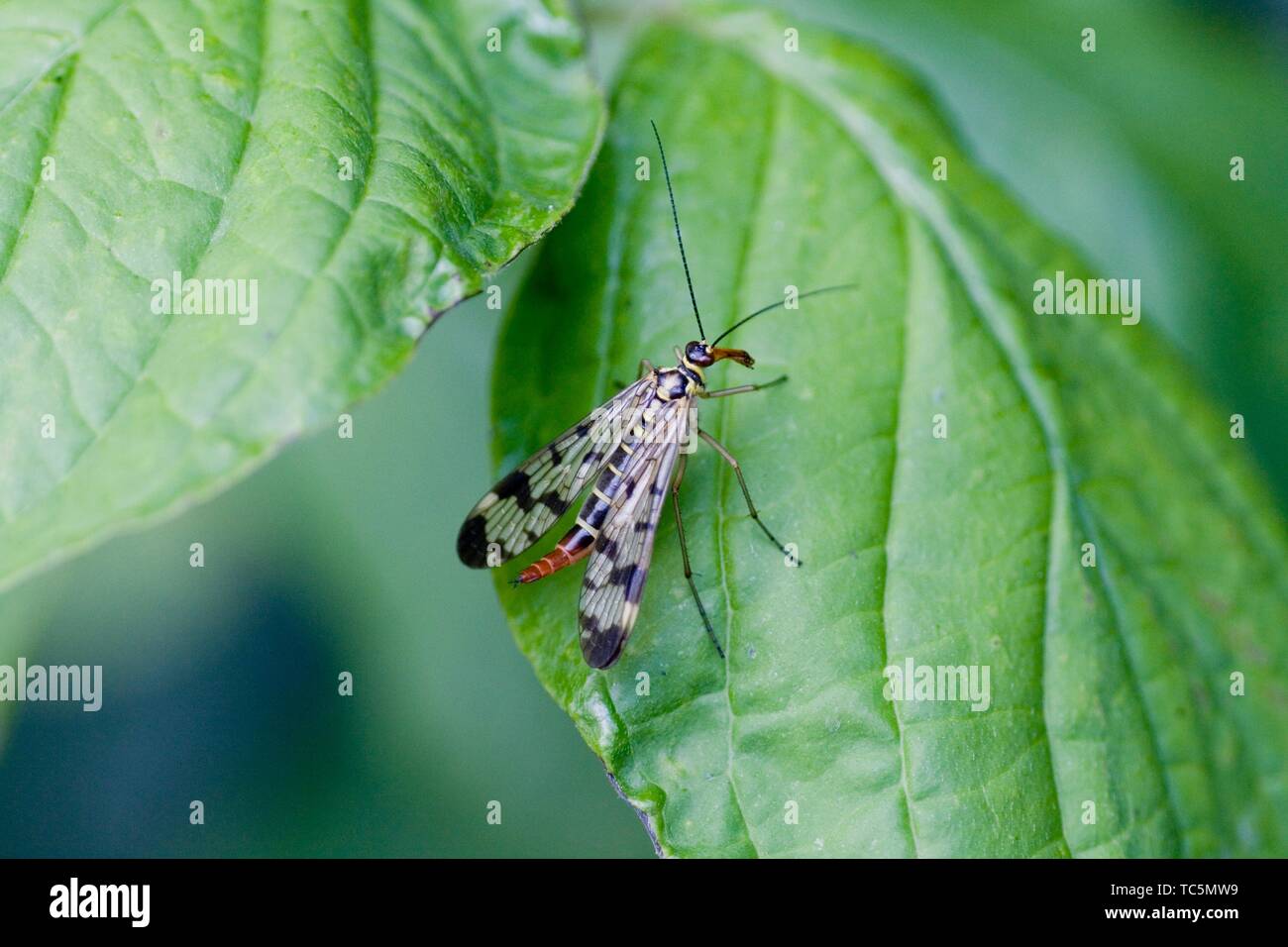 Snow scorpionfly hi-res stock photography and images - Alamy