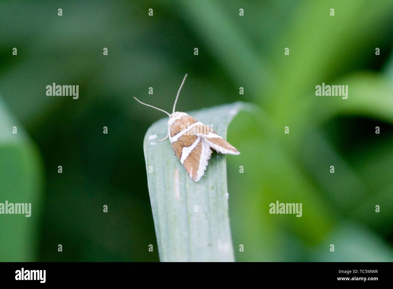 Chestnut Moth High Resolution Stock Photography and Images - Alamy