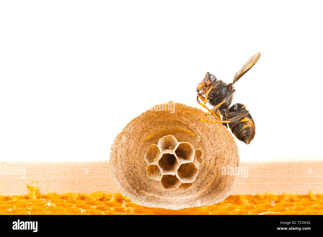 Vespa velutina asian hornet and bees hi-res stock photography and ...
