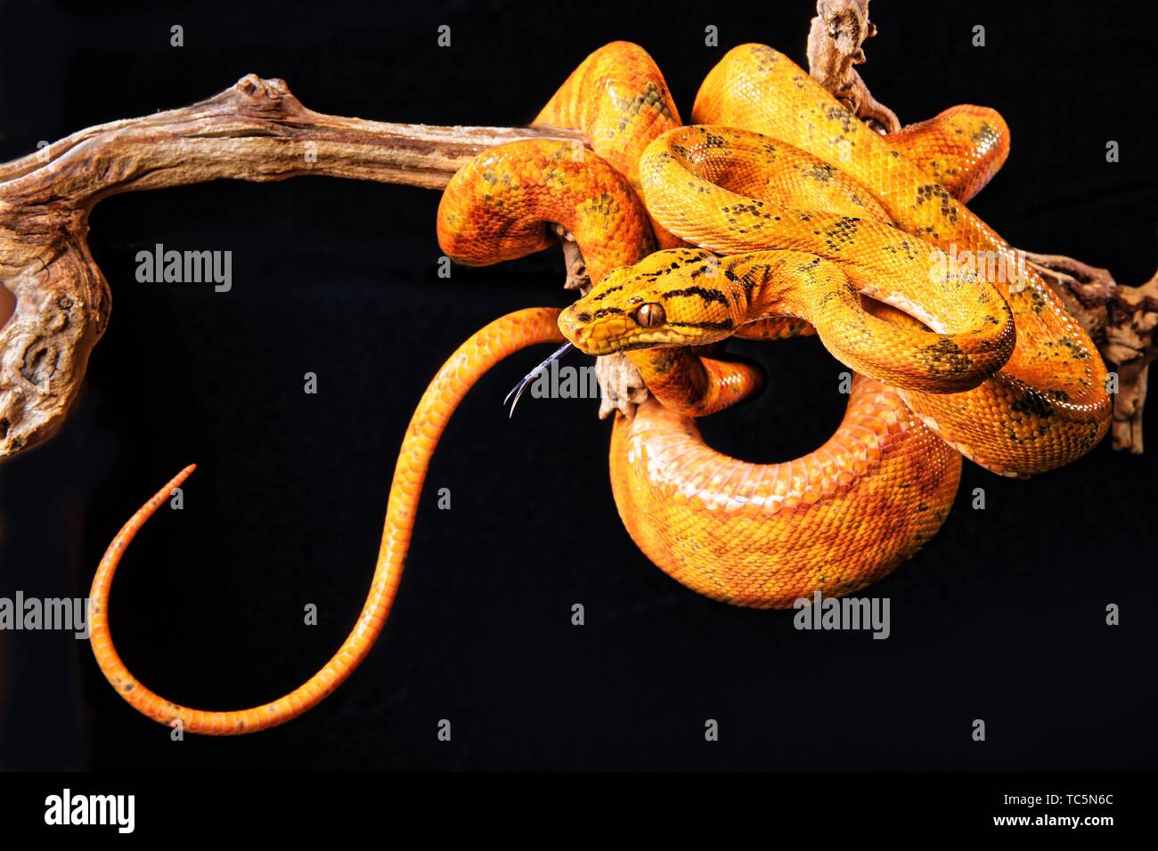 Boa constrictor amazon hi-res stock photography and images - Alamy
