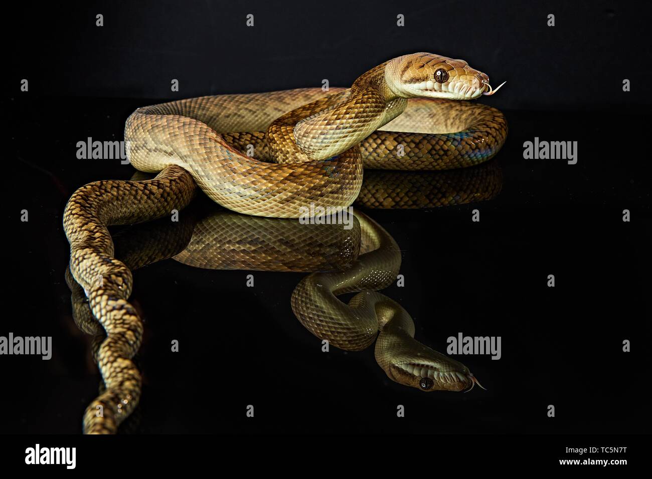 Amethystine hi-res stock photography and images - Alamy