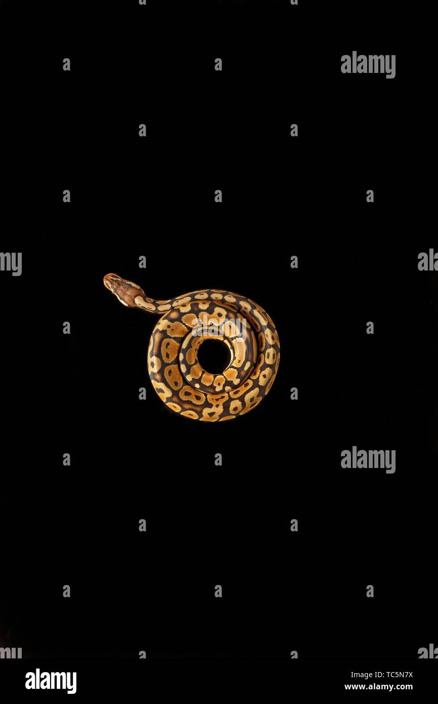 Black python pattern hi-res stock photography and images - Alamy