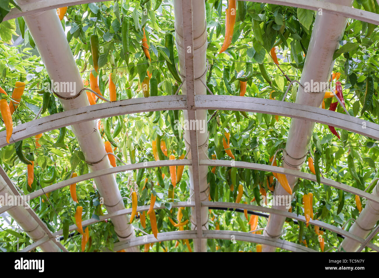 Three-dimensional planting of chili peppers, filmed at Shandong ...
