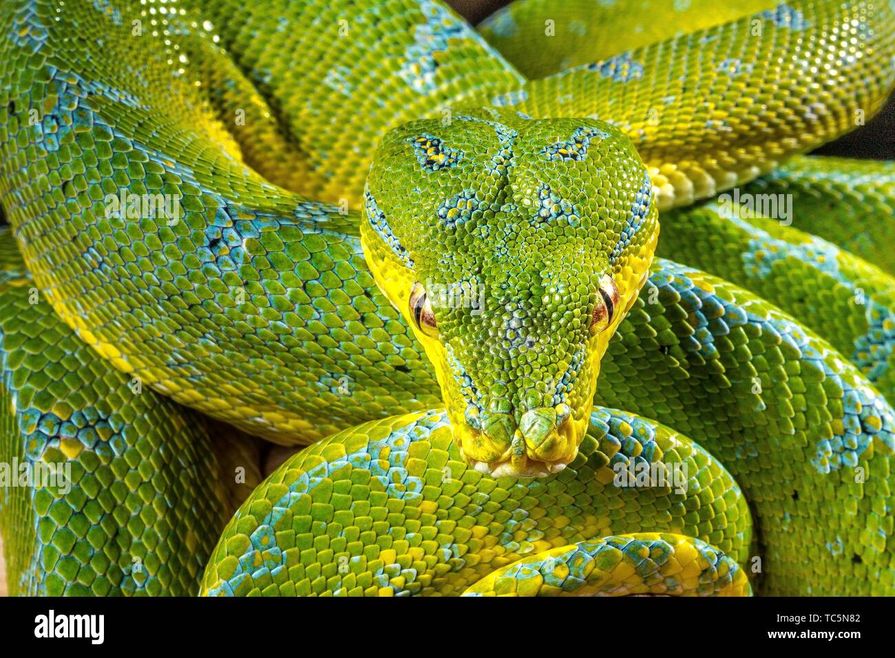 Python green hi-res stock photography and images - Alamy