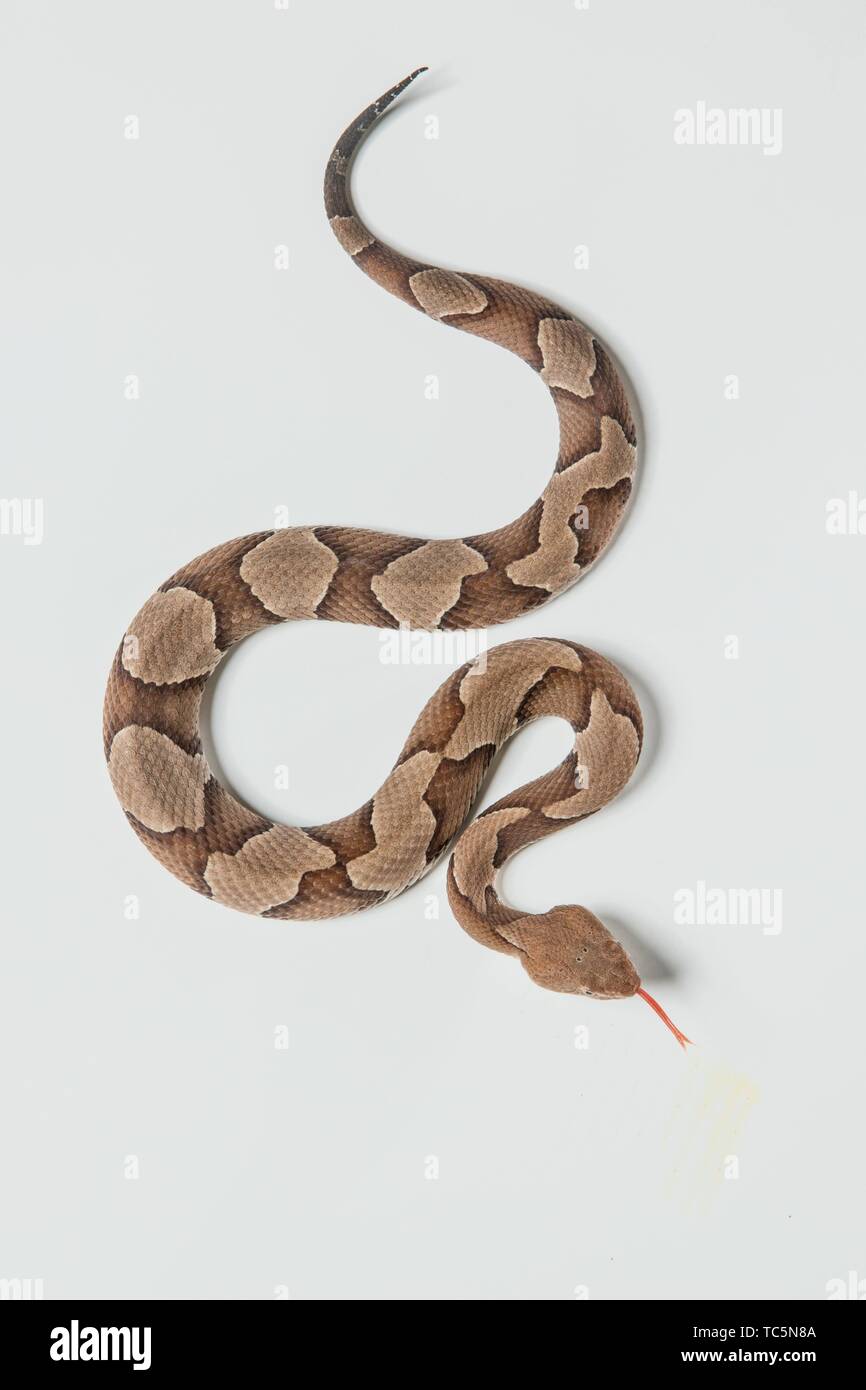 Venomous copperhead hi-res stock photography and images - Alamy