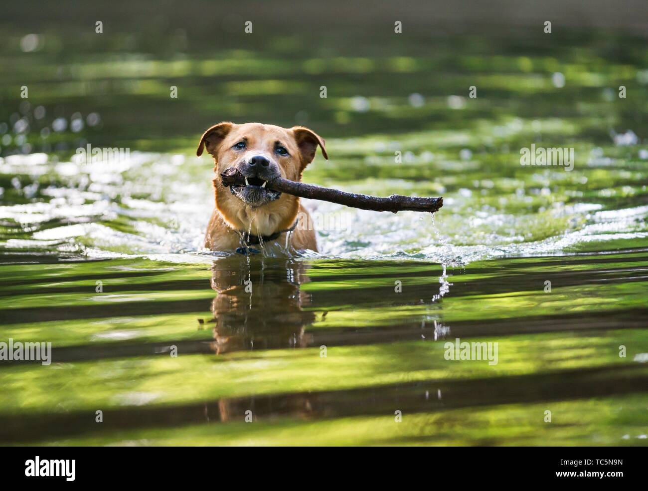 Water retrieving dog hi-res stock photography and images - Alamy