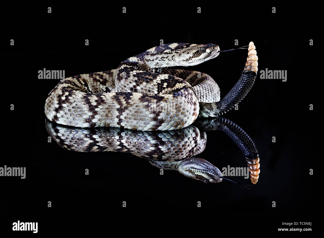 Black rattlesnake hi-res stock photography and images - Alamy