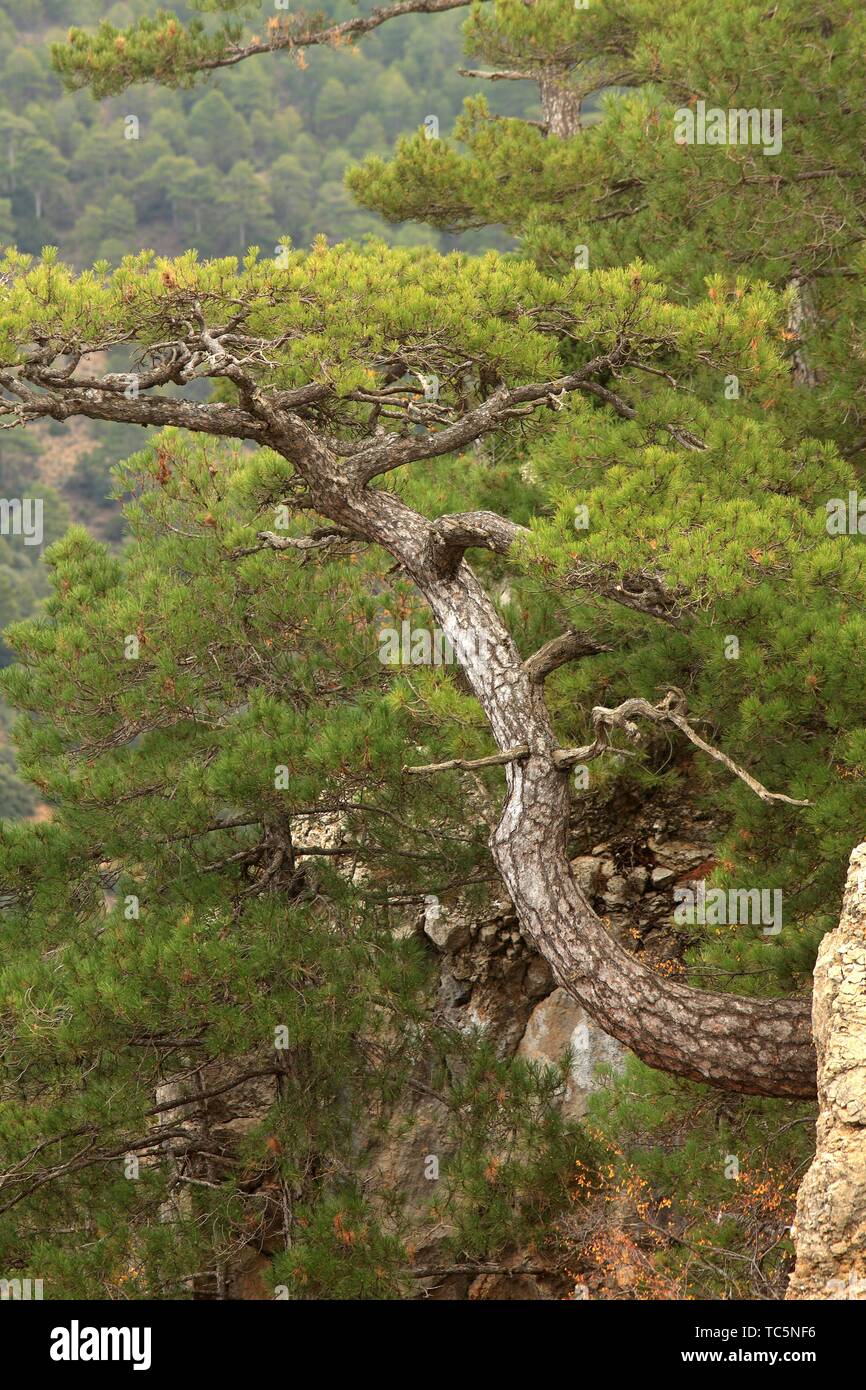 Twisted pine tree hi-res stock photography and images - Alamy