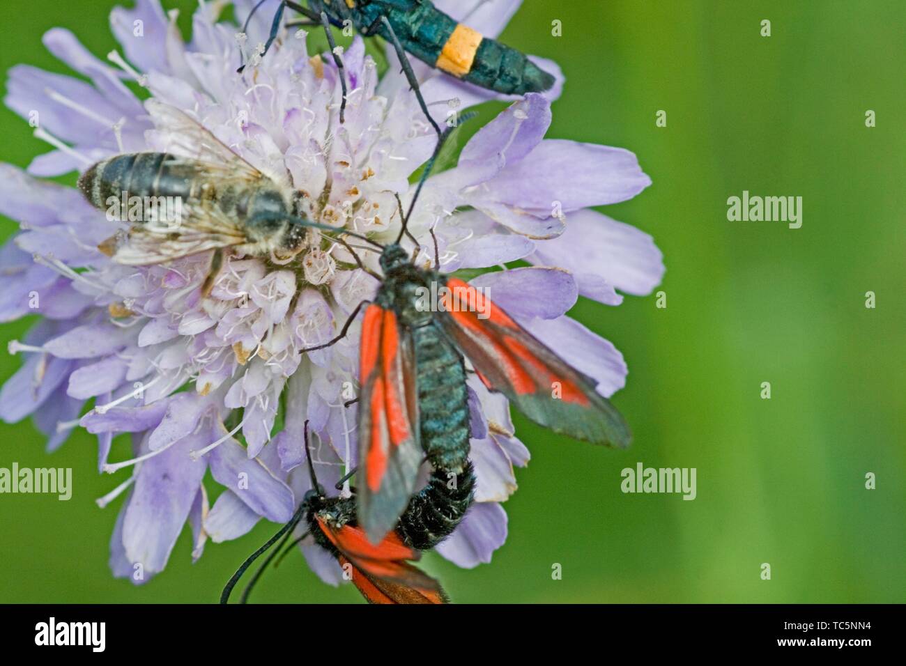 Species of day flying moth hi-res stock photography and images - Alamy