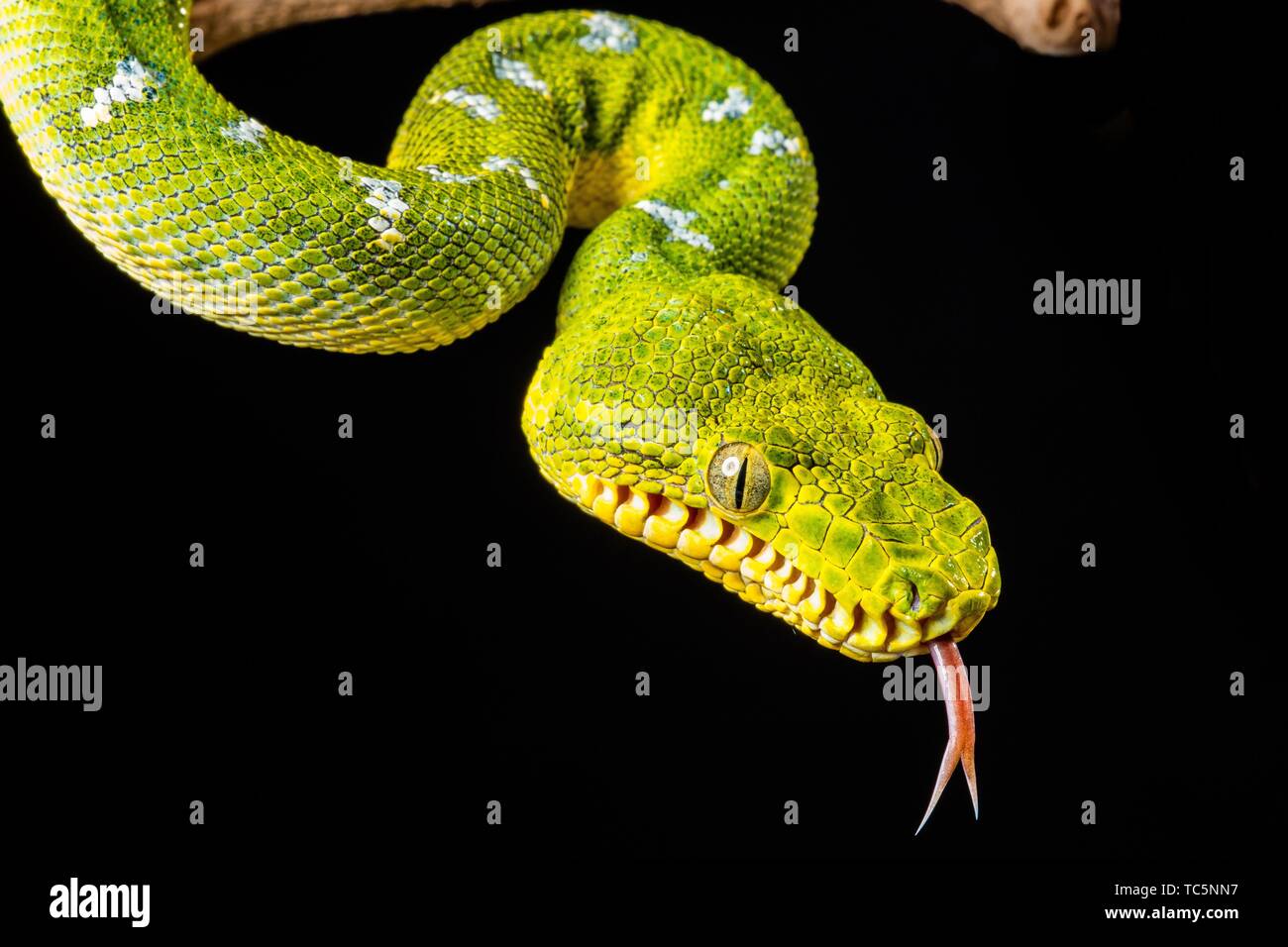 Emerald green tree boa hi-res stock photography and images - Alamy