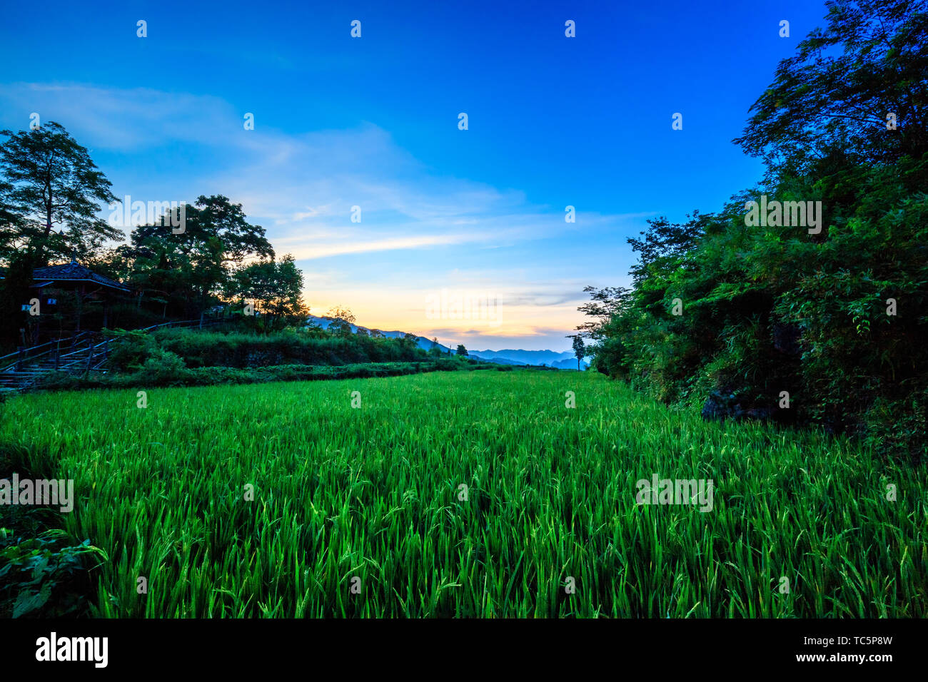 Nangang pai hi-res stock photography and images - Alamy