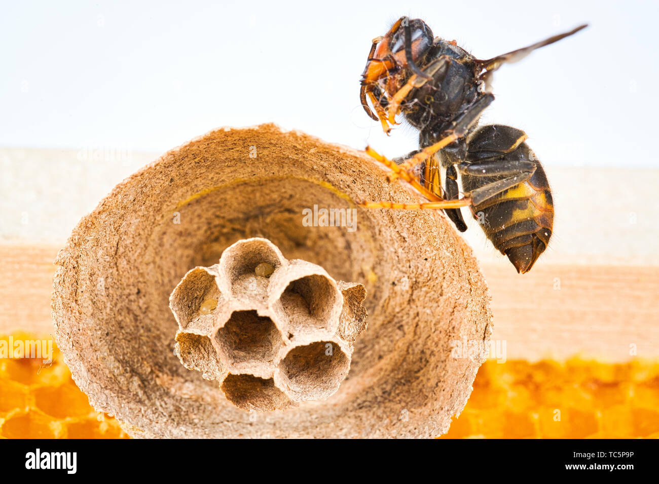 Vespa velutina asian hornet and bees hi-res stock photography and ...