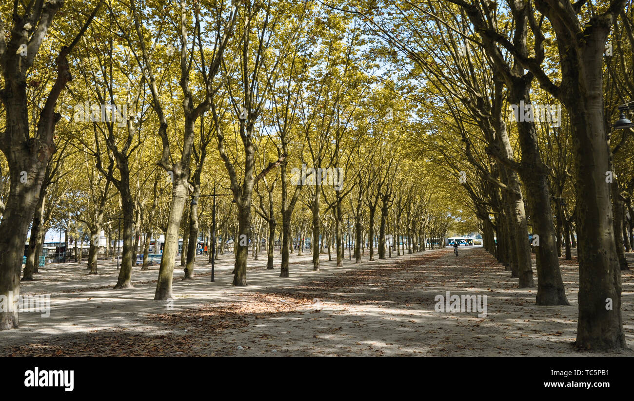 Forest of Cancons Square, Bordeaux, France Stock Photo - Alamy