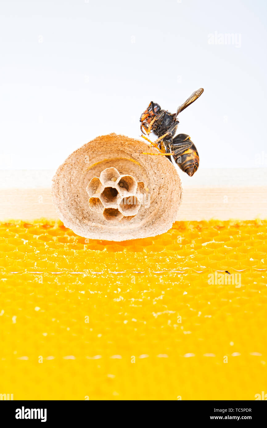 Vespa velutina asian hornet and bees hi-res stock photography and ...