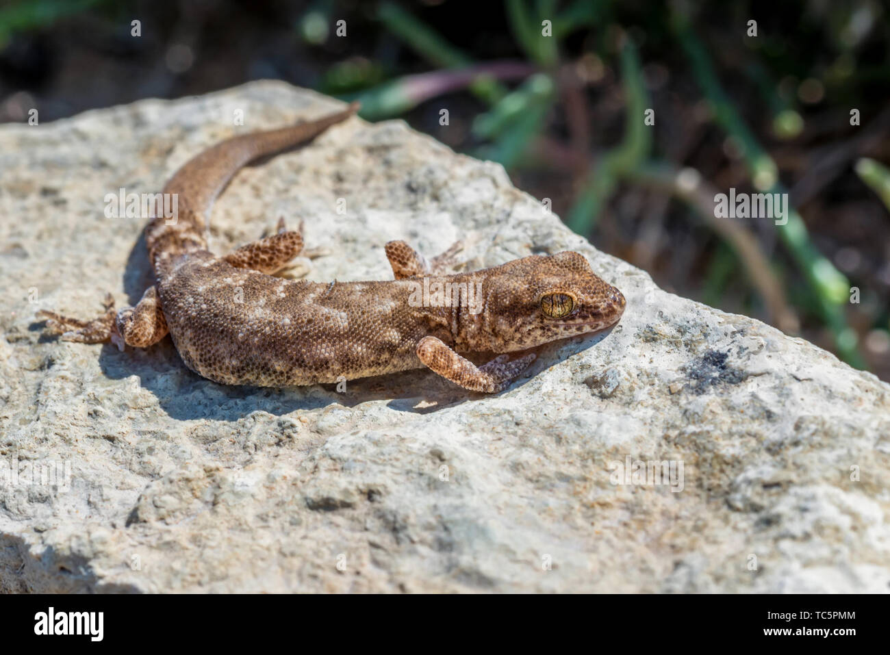 Close up cute small Even-fingered gecko genus Alsophylax on stone Stock ...
