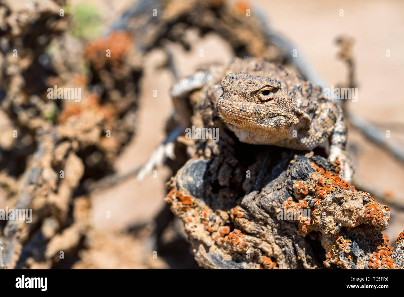 Close portrait of Phrynocephalus helioscopus agama in nature Stock ...