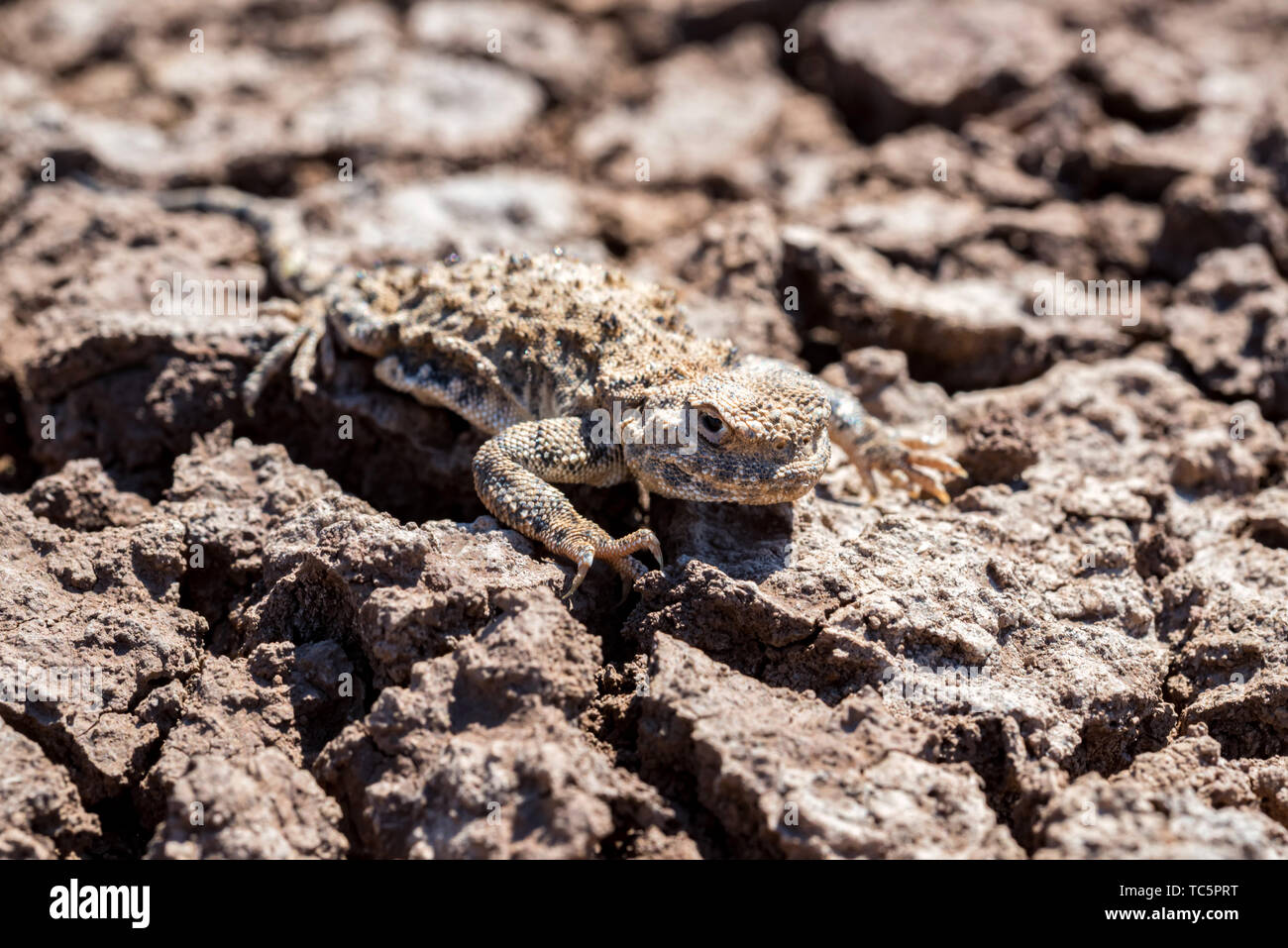 Close portrait of Phrynocephalus helioscopus agama in nature Stock ...