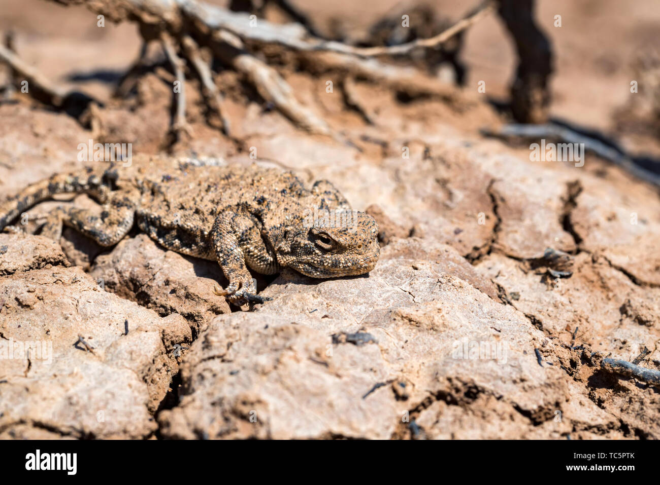 Close portrait of Phrynocephalus helioscopus agama in nature Stock ...