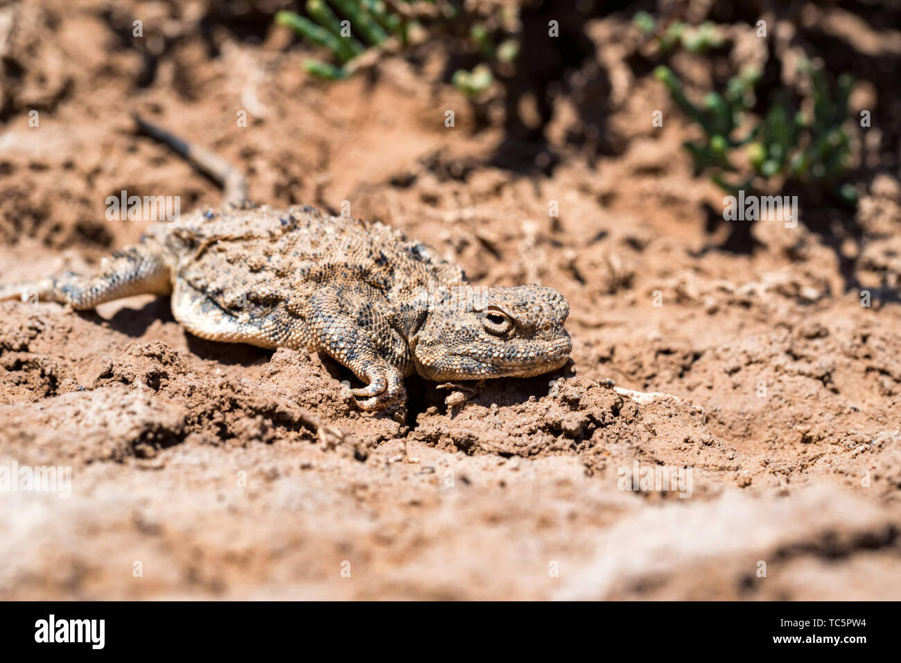 Close portrait of Phrynocephalus helioscopus agama in nature Stock ...