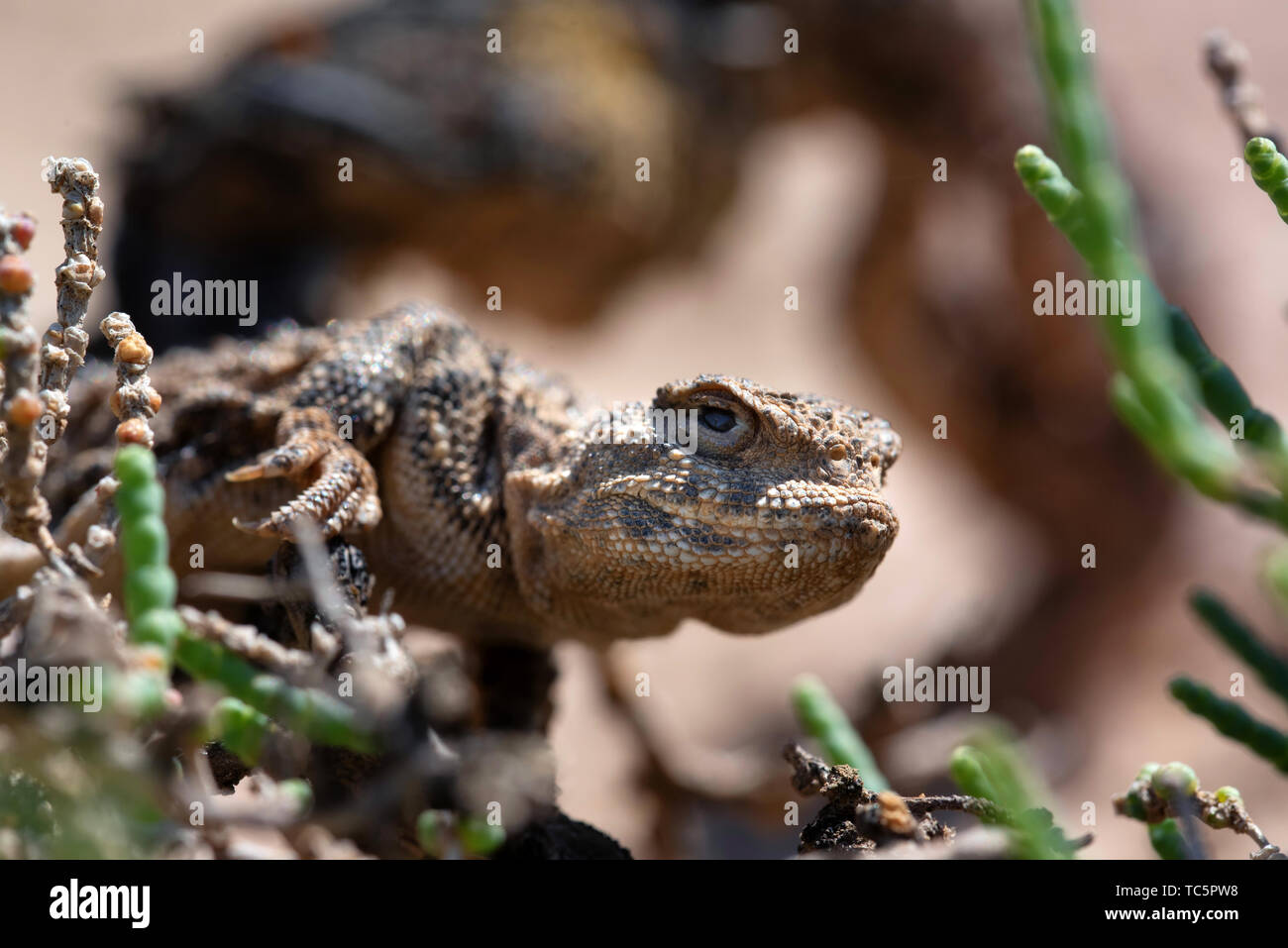 Close portrait of Phrynocephalus helioscopus agama in nature Stock ...