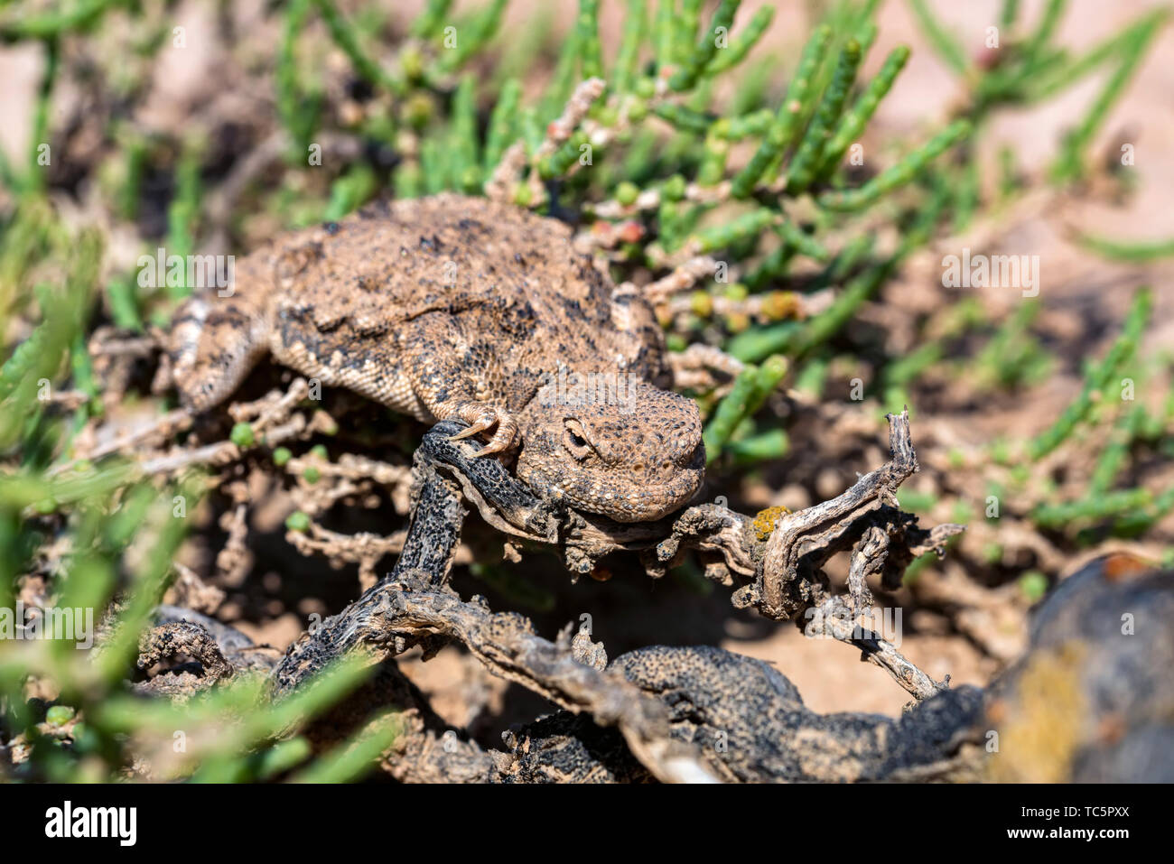 Close portrait of Phrynocephalus helioscopus agama in nature Stock ...