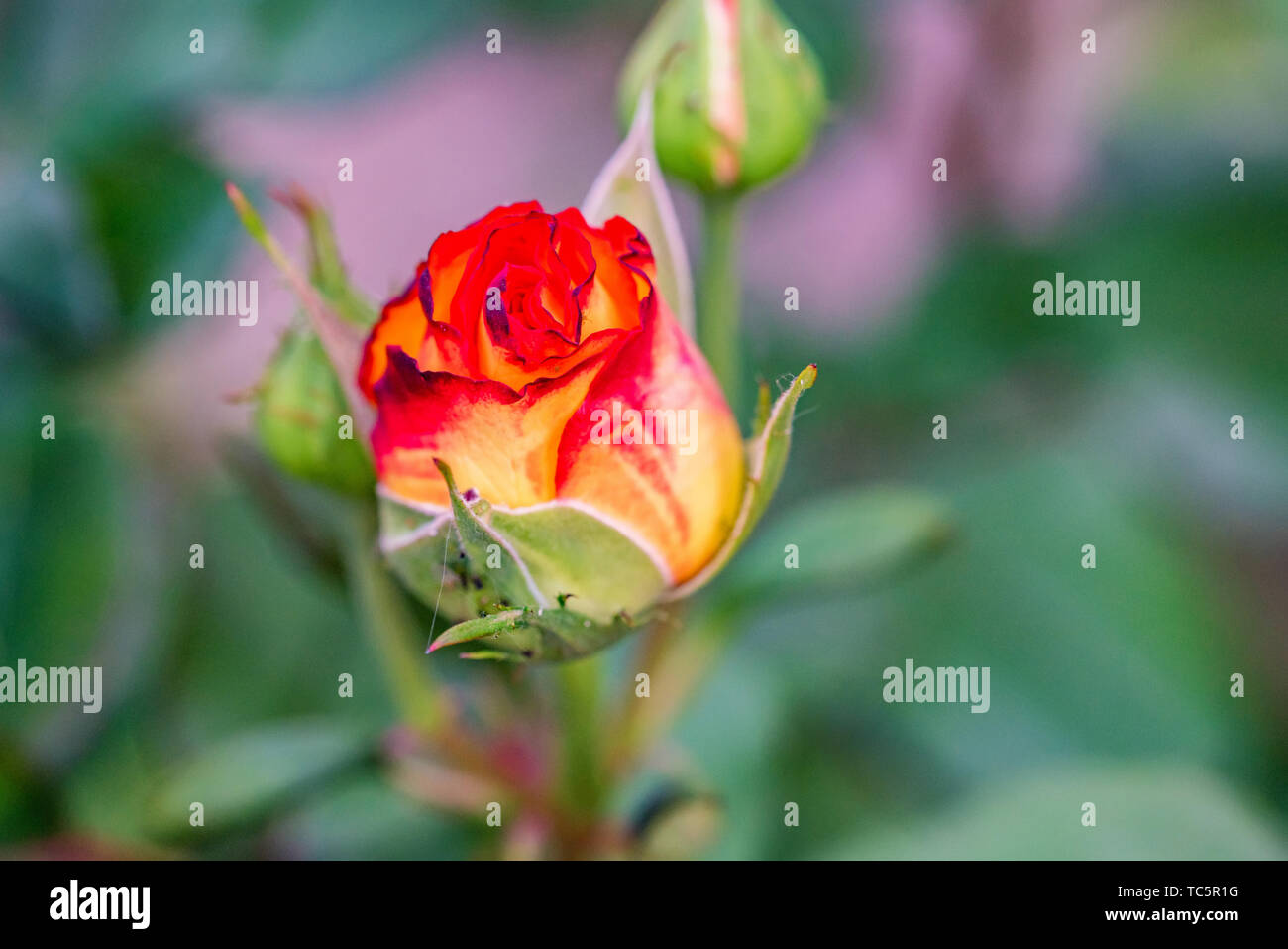 Tender yellow rosebud in hi-res stock photography and images - Alamy