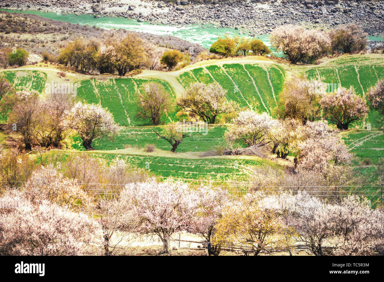 chinji peach blossom Stock Photo - Alamy