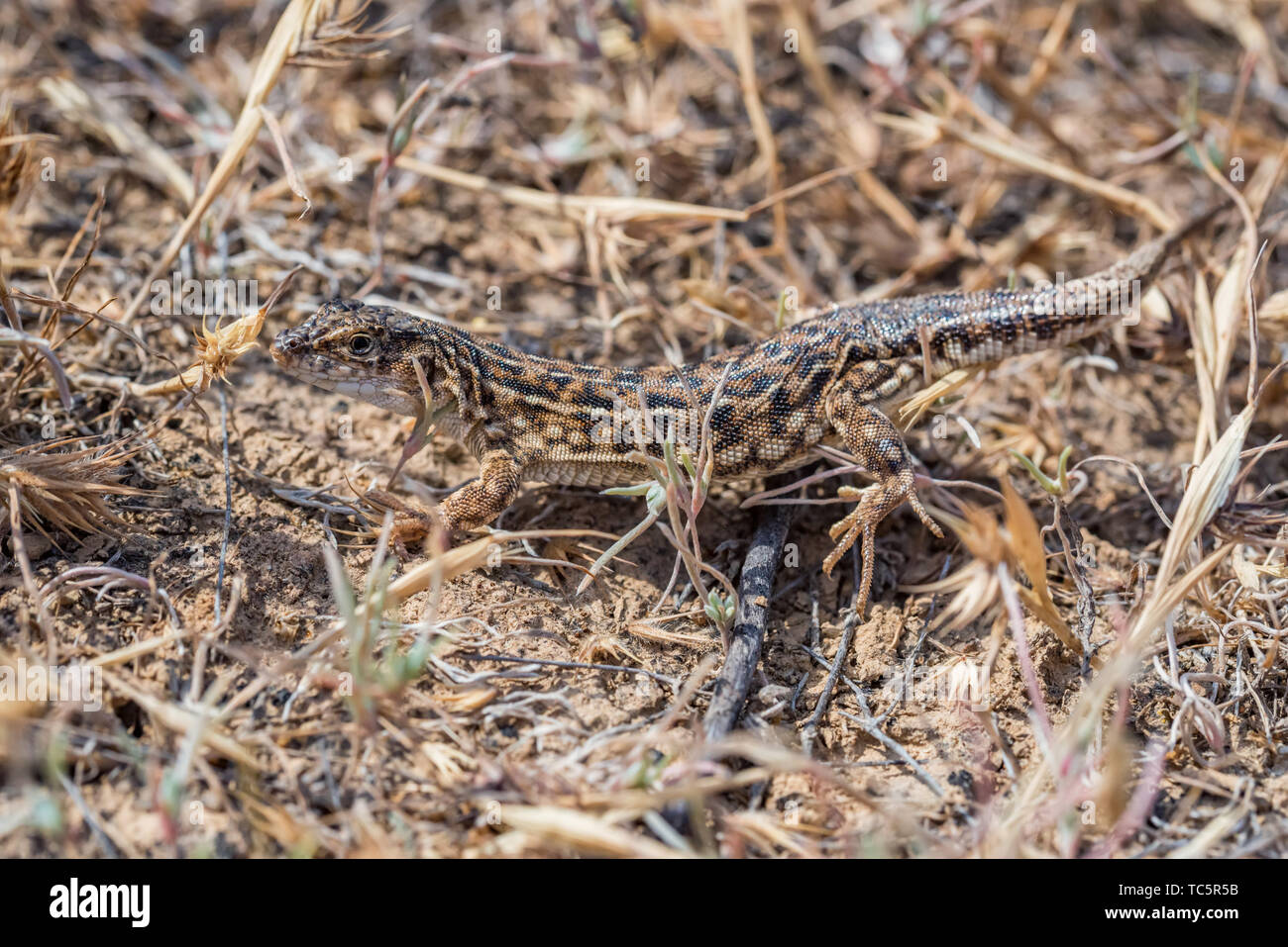 Steppe Runner Lizard or Eremias arguta in dry grass close Stock Photo ...